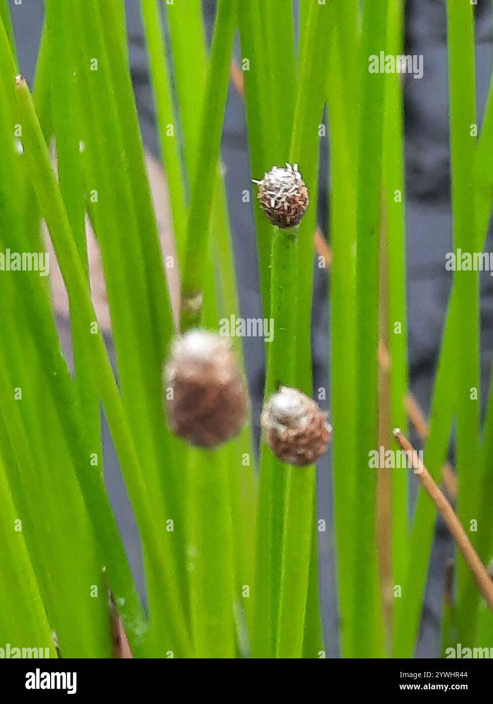 Blunt Spikerush (Eleocharis obtusa Stock Photo - Alamy