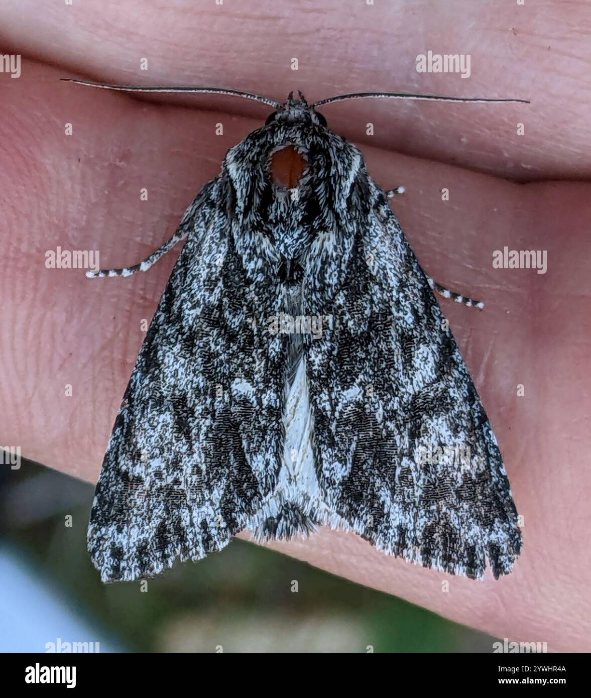 Pacific Dagger (Acronicta perdita Stock Photo - Alamy