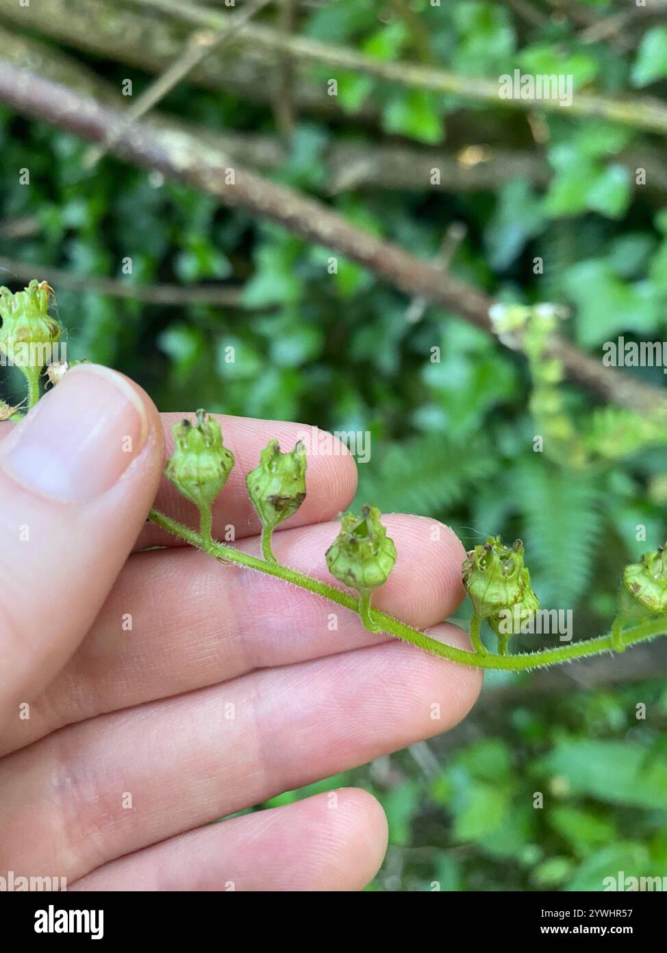 fringe cups (Tellima grandiflora Stock Photo - Alamy