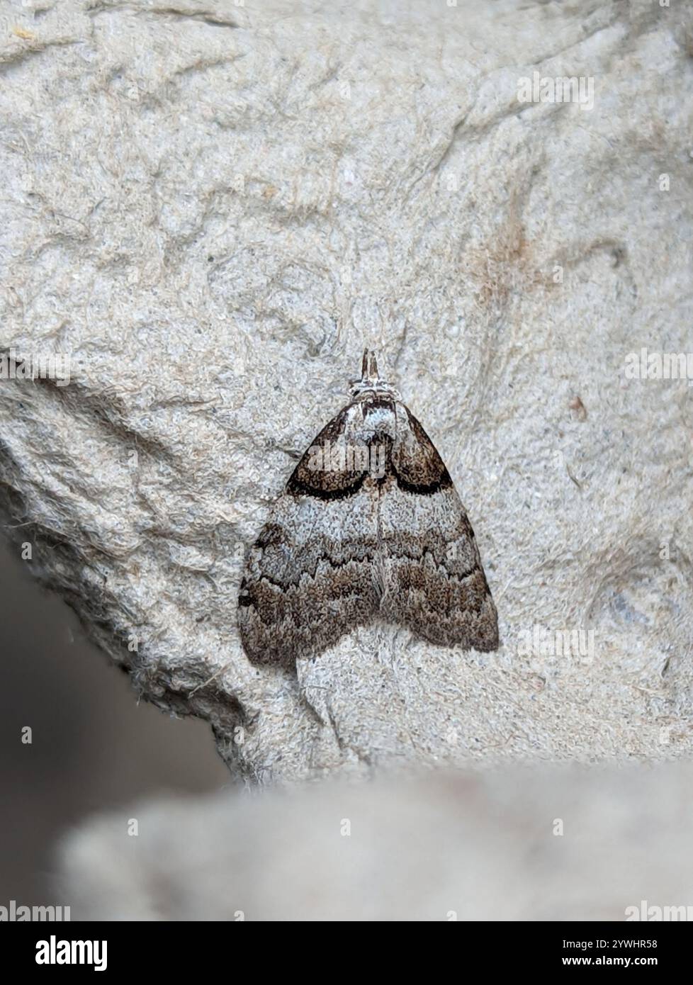 Short-cloaked Moth (Nola cucullatella Stock Photo - Alamy