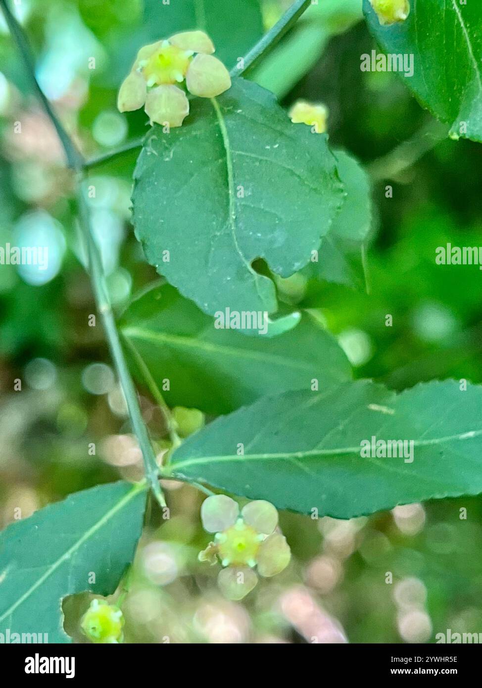 strawberry bush (Euonymus americanus Stock Photo - Alamy