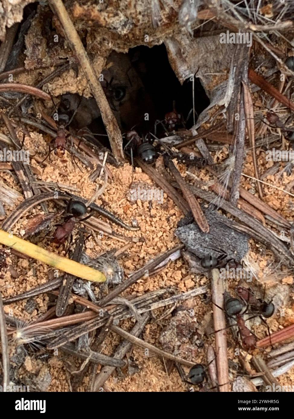 Wood, Mound, and Field Ants (Formica Stock Photo - Alamy