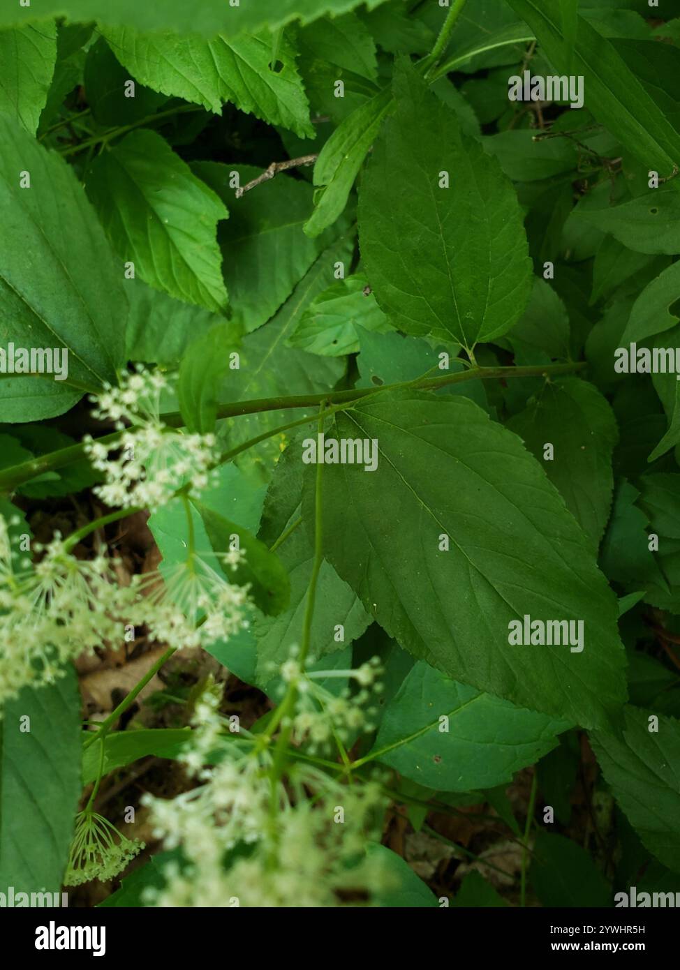 New Jersey tea (Ceanothus americanus Stock Photo - Alamy