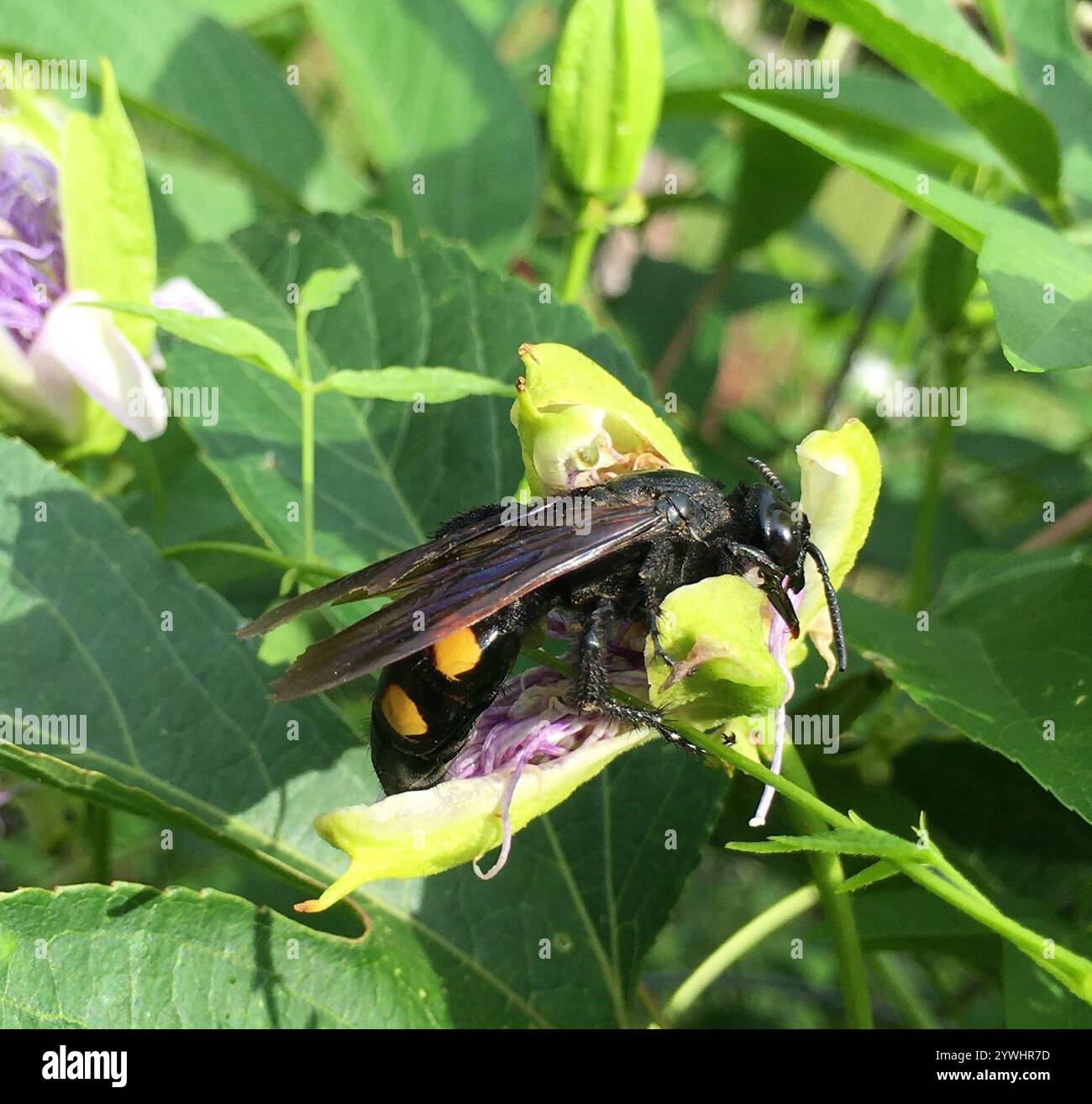 Large Four-spotted Scoliid Wasp (Pygodasis quadrimaculata Stock Photo ...