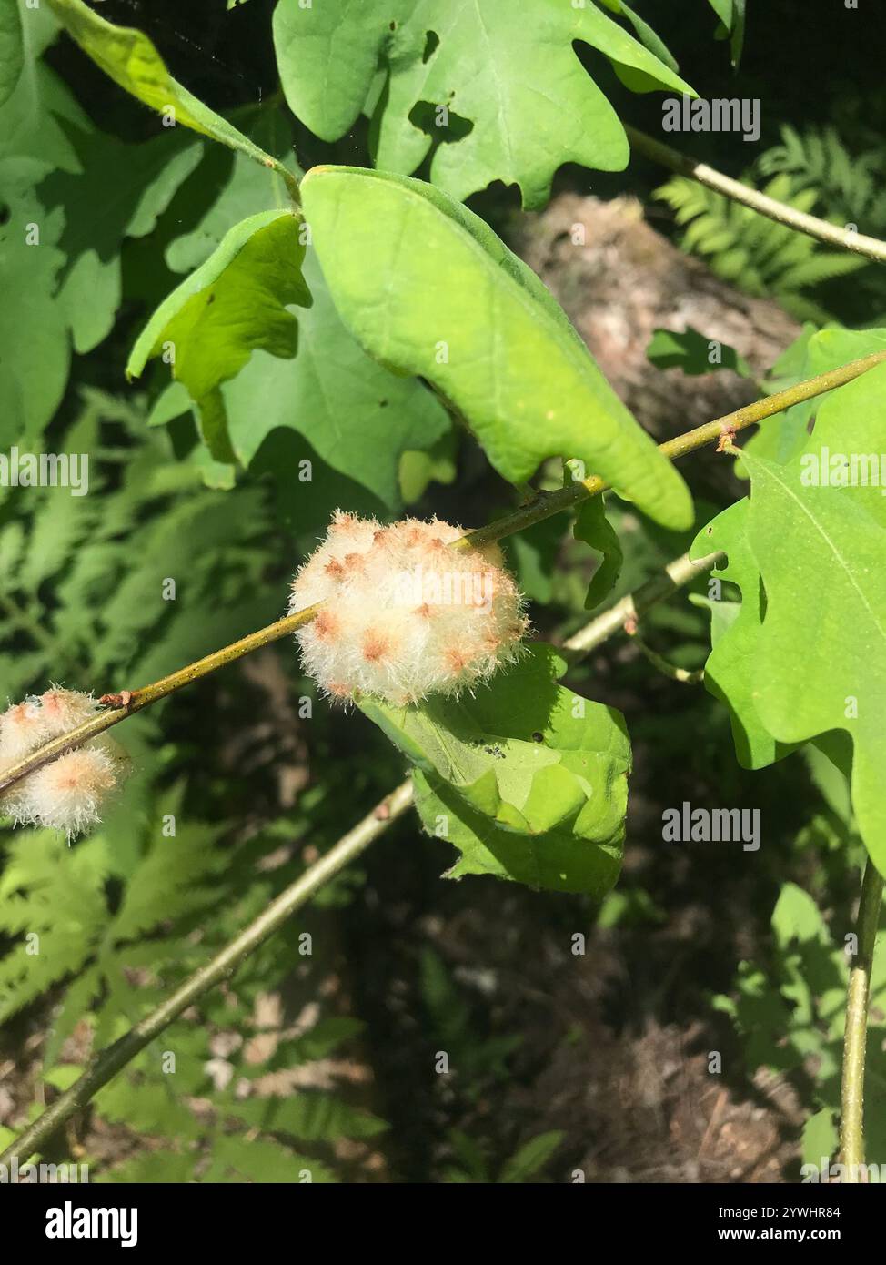 Callirhytis seminator hi-res stock photography and images - Alamy