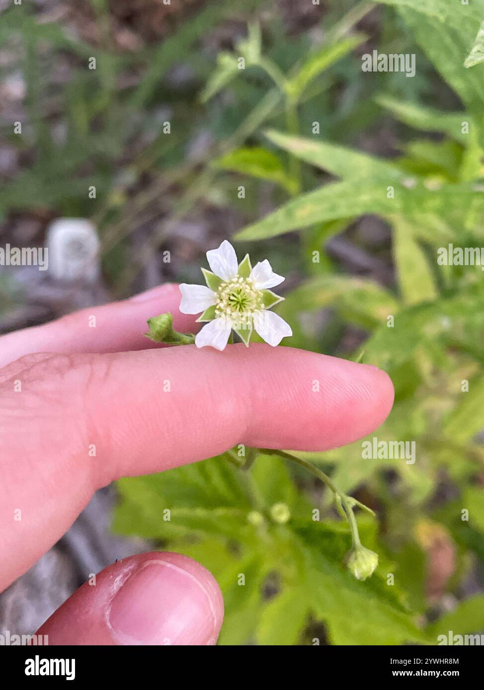 white avens (Geum canadense Stock Photo - Alamy