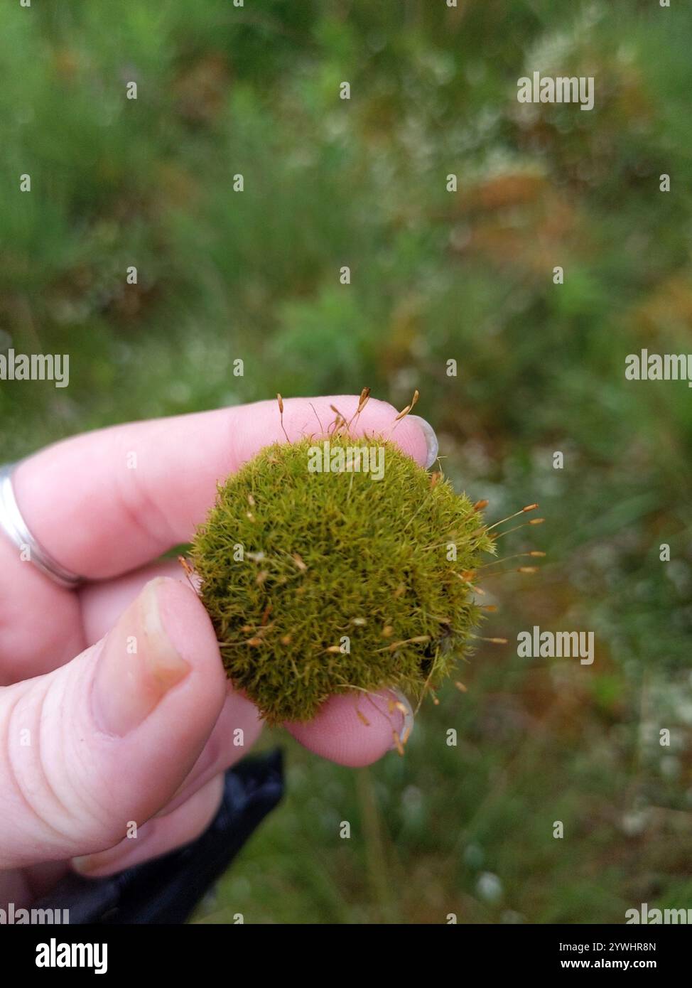 Cirrata hi-res stock photography and images - Alamy