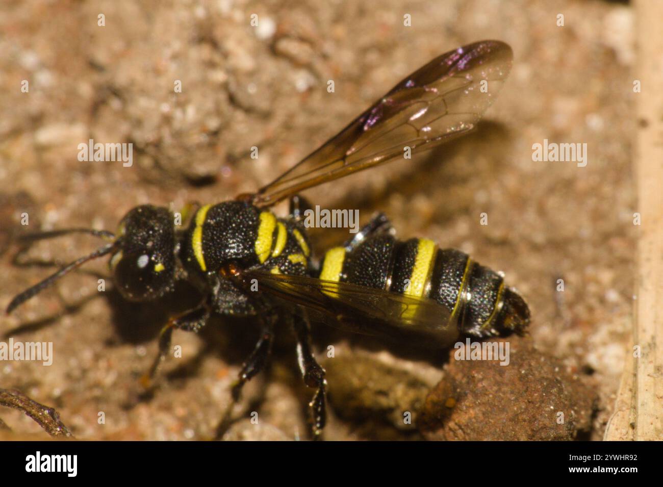 Typical Weevil Wasps and Allies (Cerceris Stock Photo - Alamy