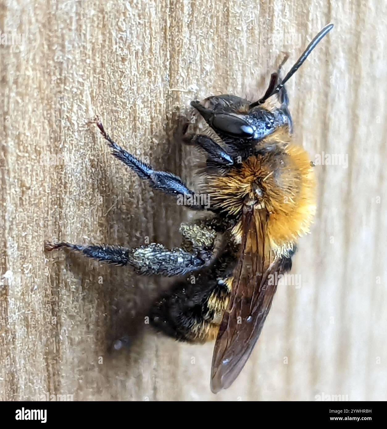 Mining Bees (Andrena Stock Photo - Alamy