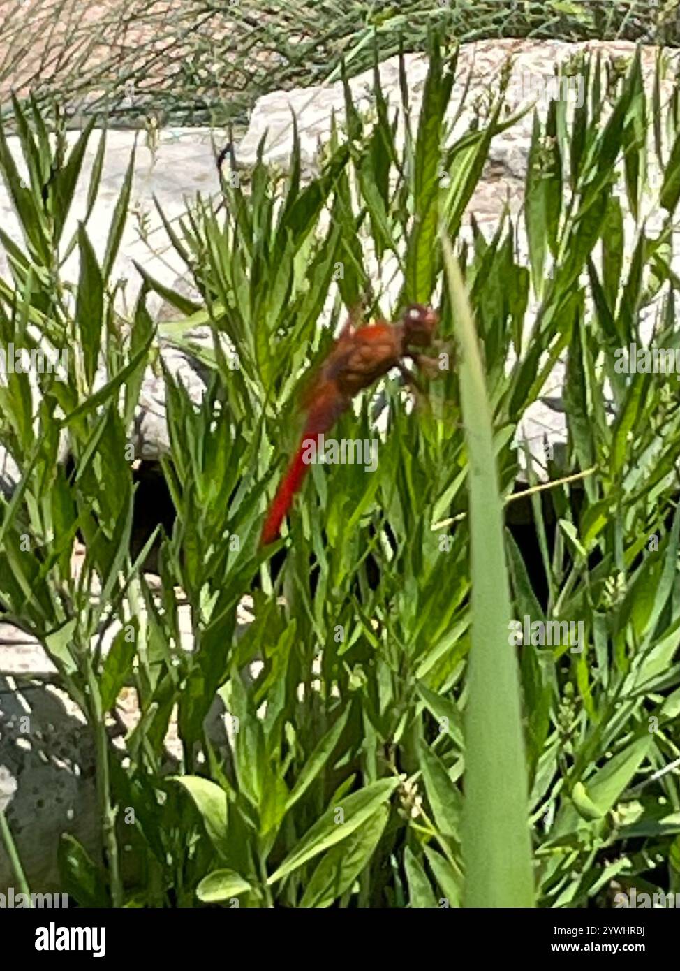 Neon Skimmer (Libellula croceipennis Stock Photo - Alamy