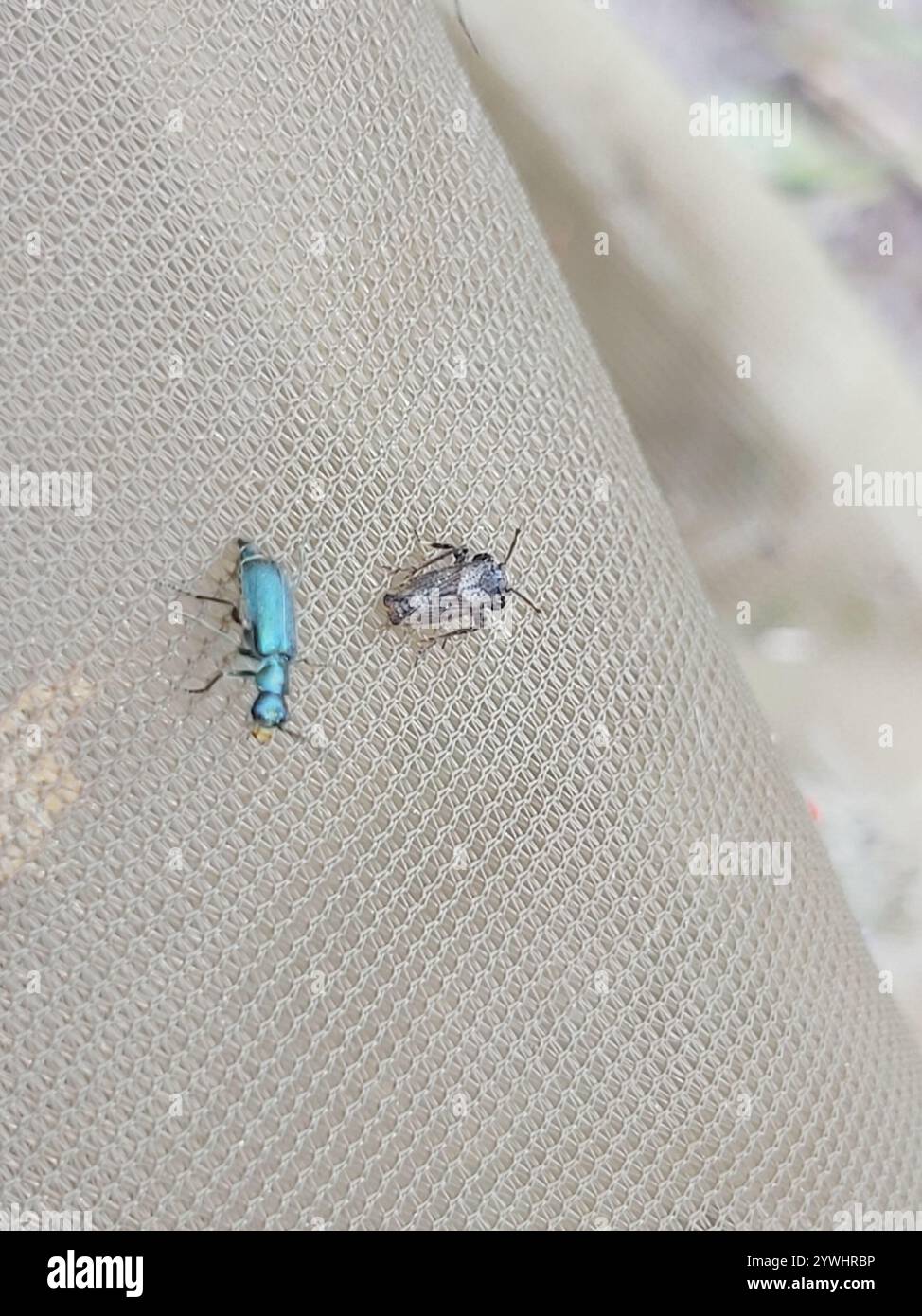 True Hoppers (Auchenorrhyncha Stock Photo - Alamy