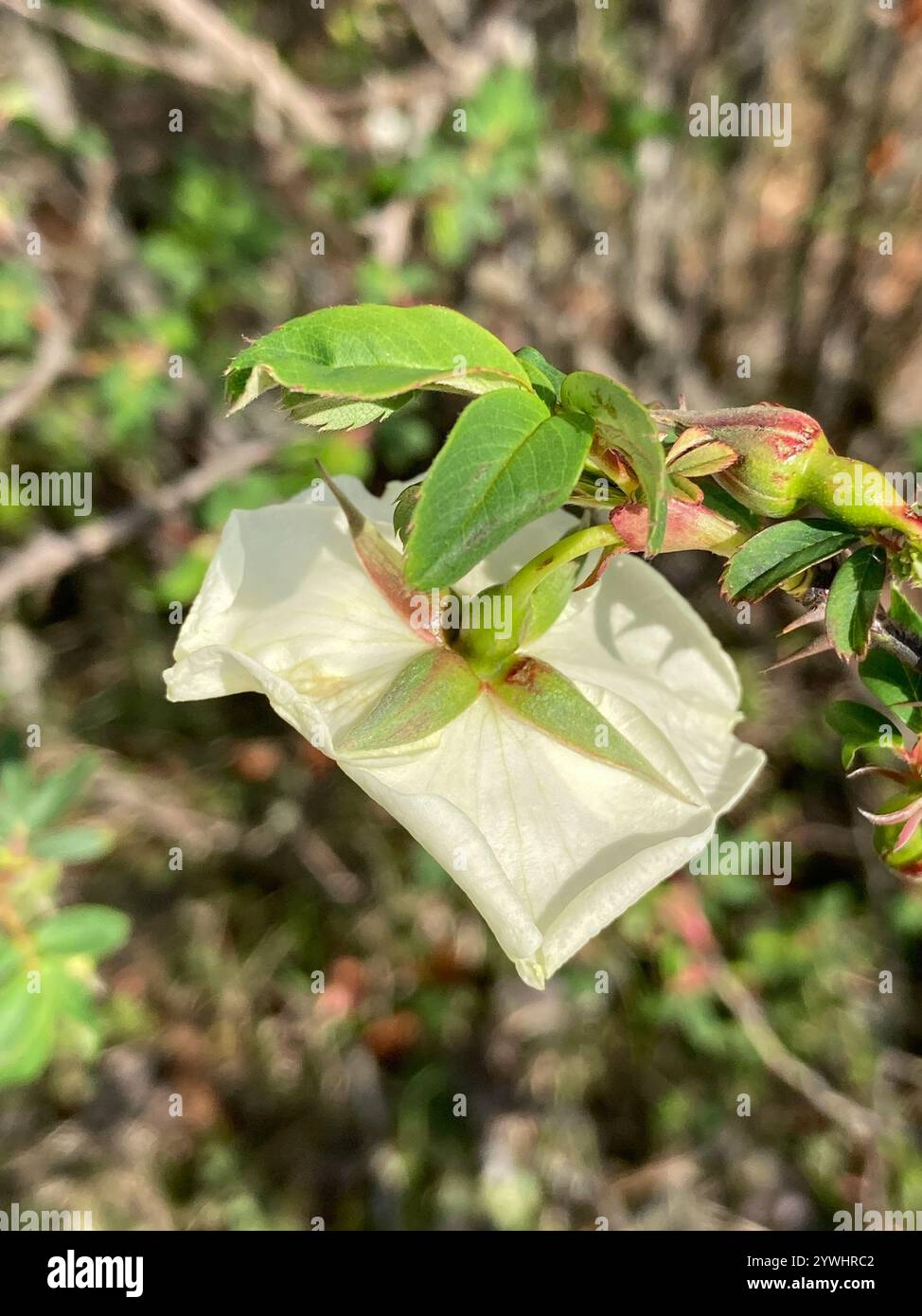 Silky Rose (Rosa sericea Stock Photo - Alamy