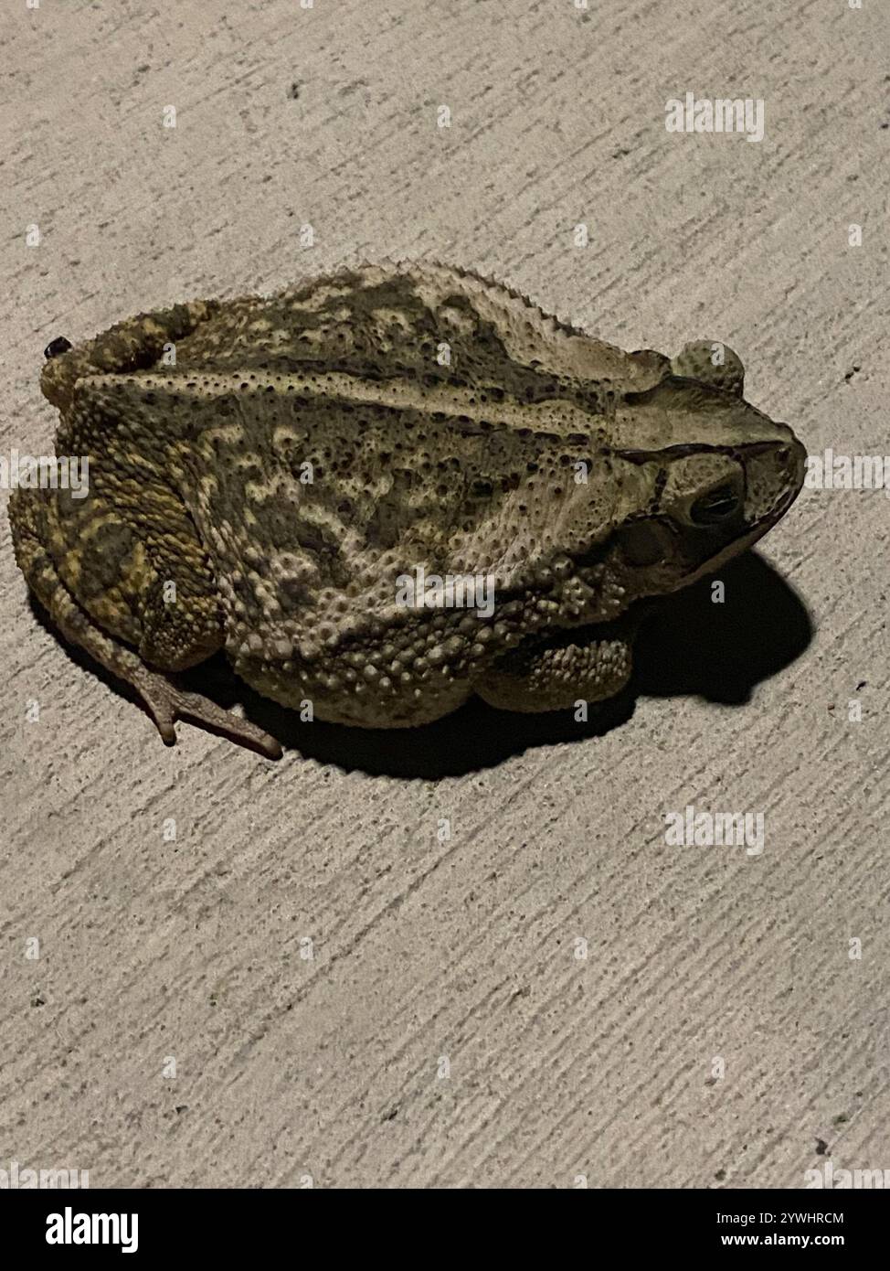 Gulf Coast Toad (Incilius nebulifer Stock Photo - Alamy