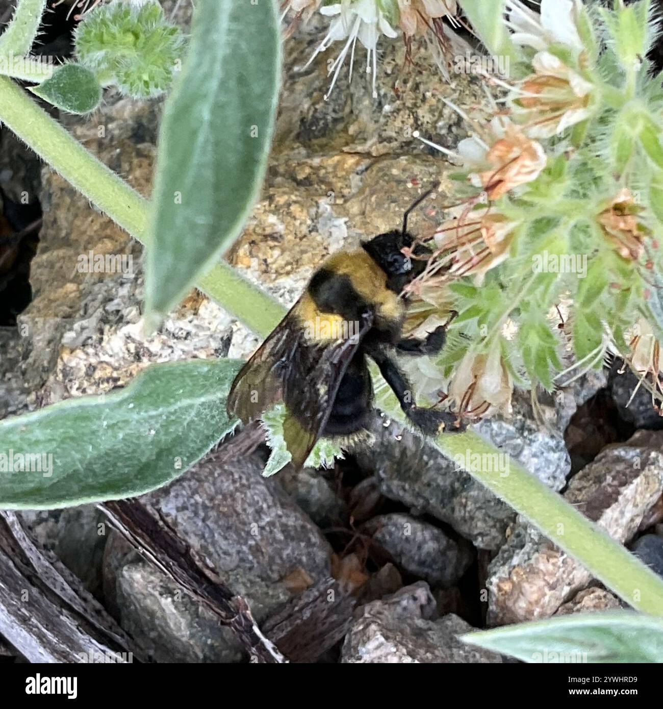 California Bumble Bee (Bombus californicus Stock Photo - Alamy