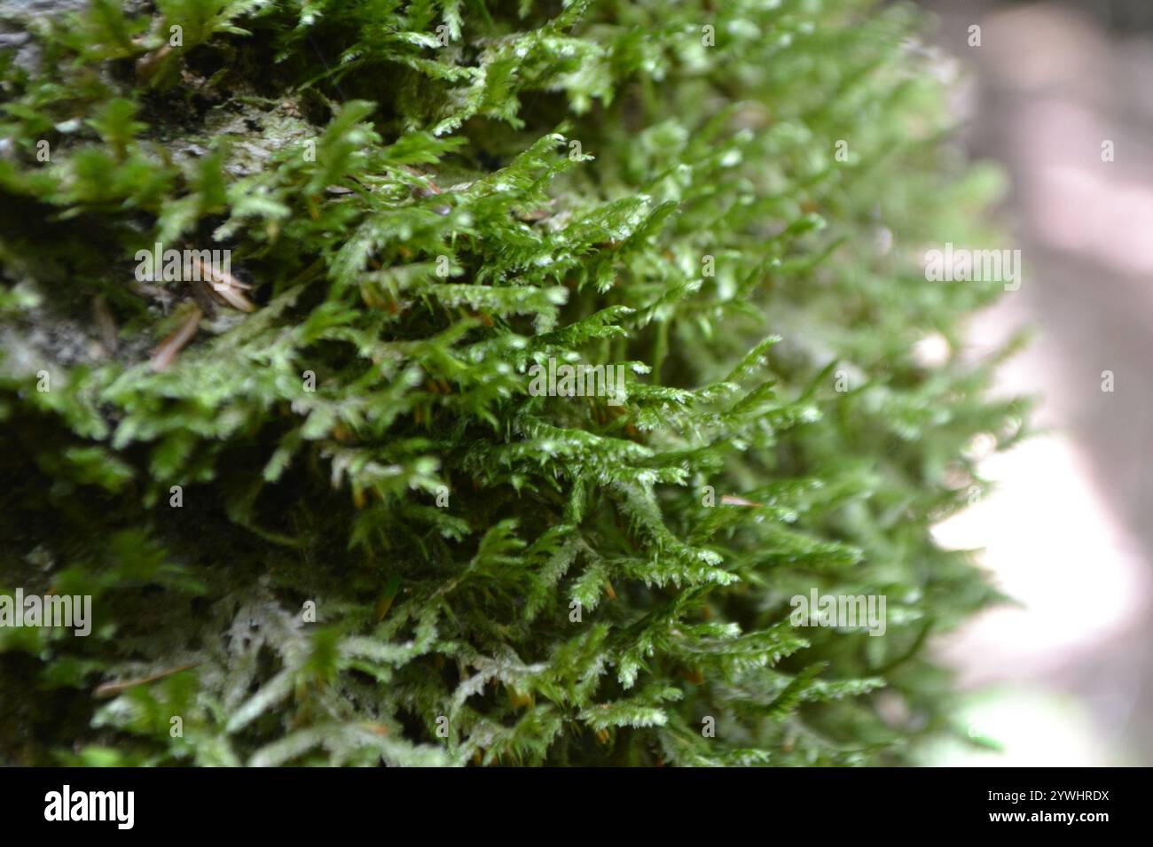 shingle moss (Neckera pennata Stock Photo - Alamy
