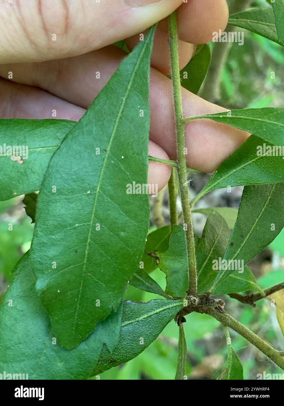 wax myrtle (Morella cerifera Stock Photo - Alamy