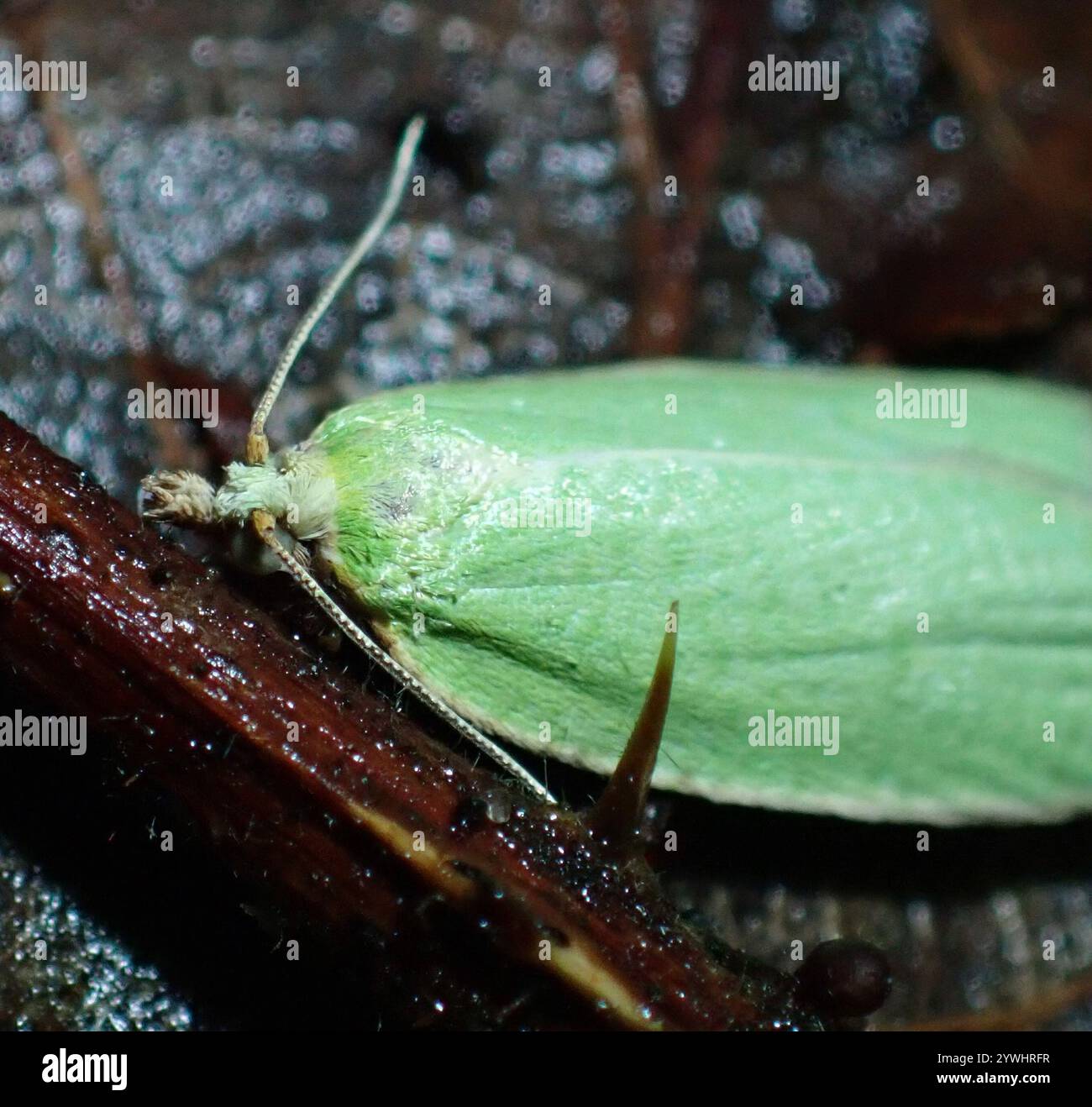 Green Oak Tortrix (Tortrix viridana Stock Photo - Alamy