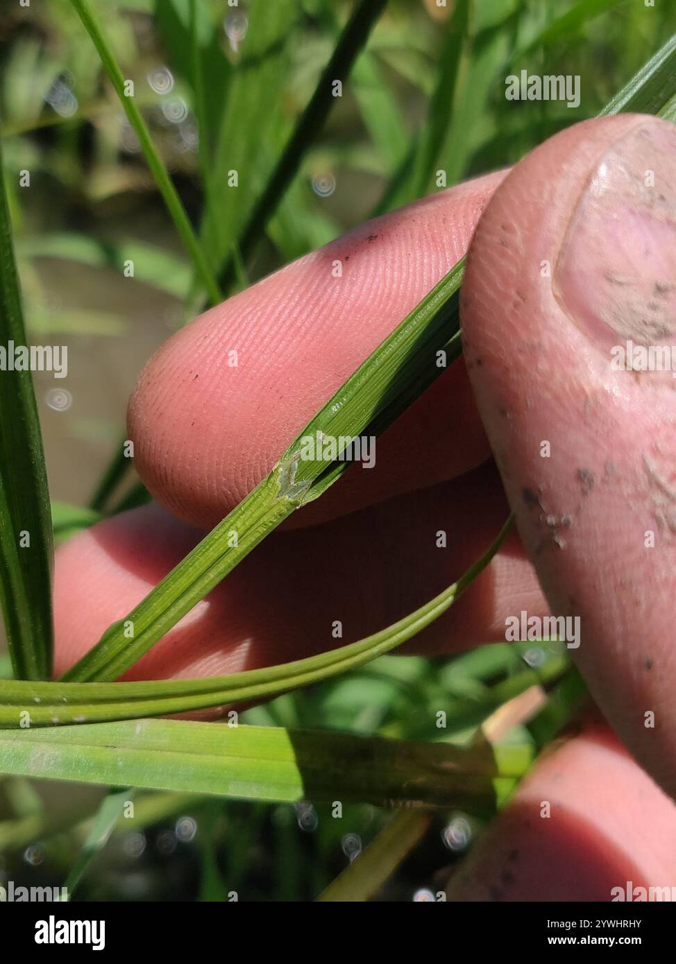 blunt broom sedge (Carex tribuloides Stock Photo - Alamy