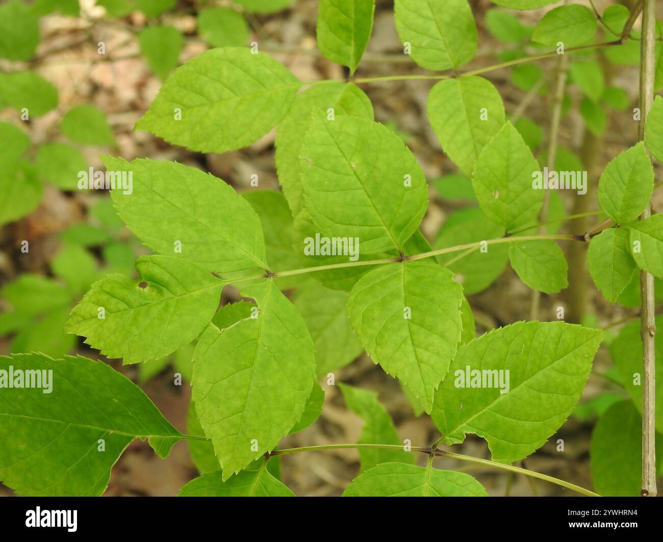 blue ash (Fraxinus quadrangulata Stock Photo - Alamy