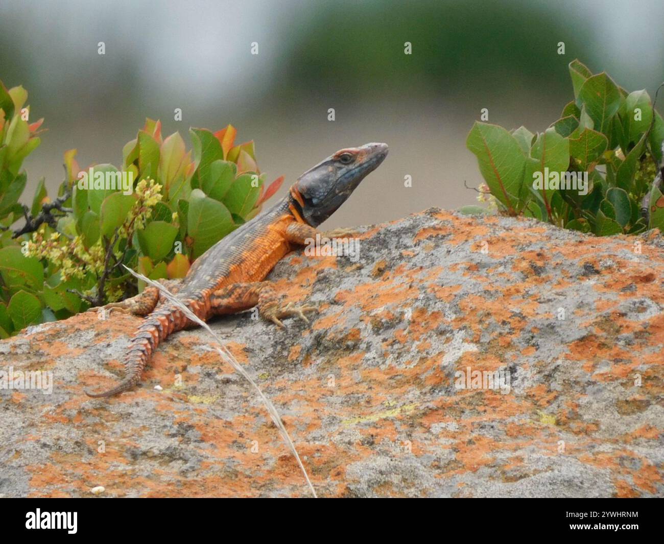 Highveld Crag Lizard (Pseudocordylus melanotus Stock Photo - Alamy