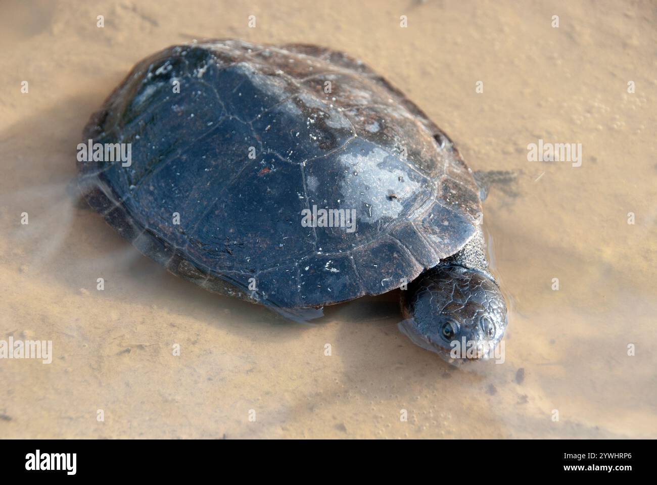 Gibba Toad-headed Turtle (Mesoclemmys gibba Stock Photo - Alamy