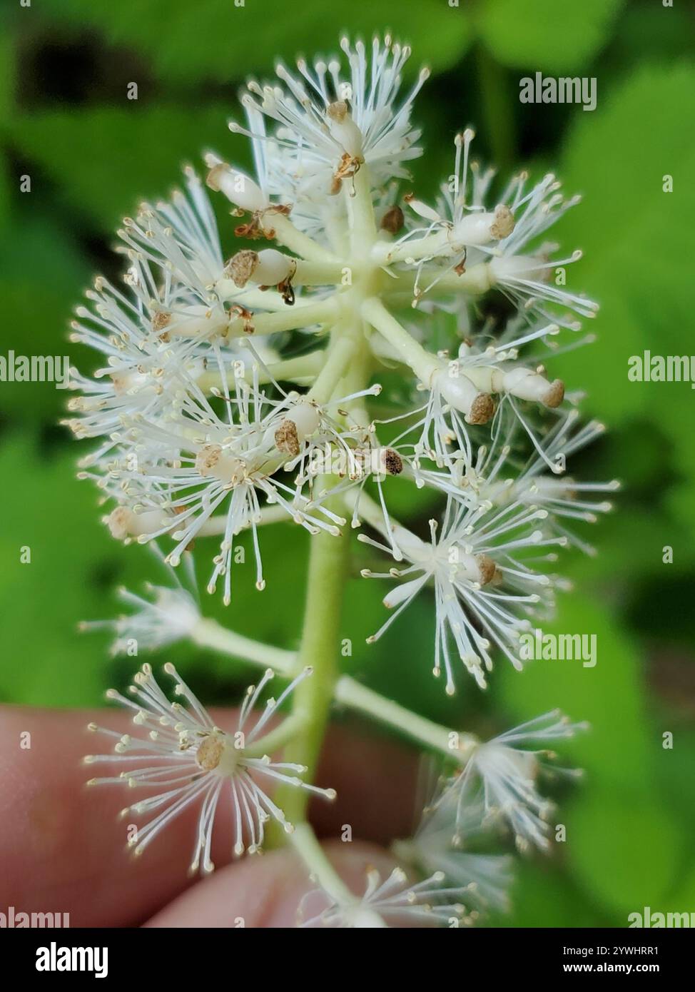 white baneberry (Actaea pachypoda Stock Photo - Alamy