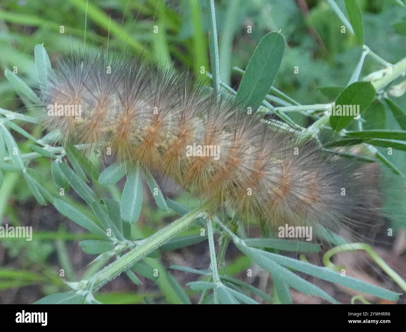 Salt Marsh Moth (Estigmene acrea Stock Photo - Alamy