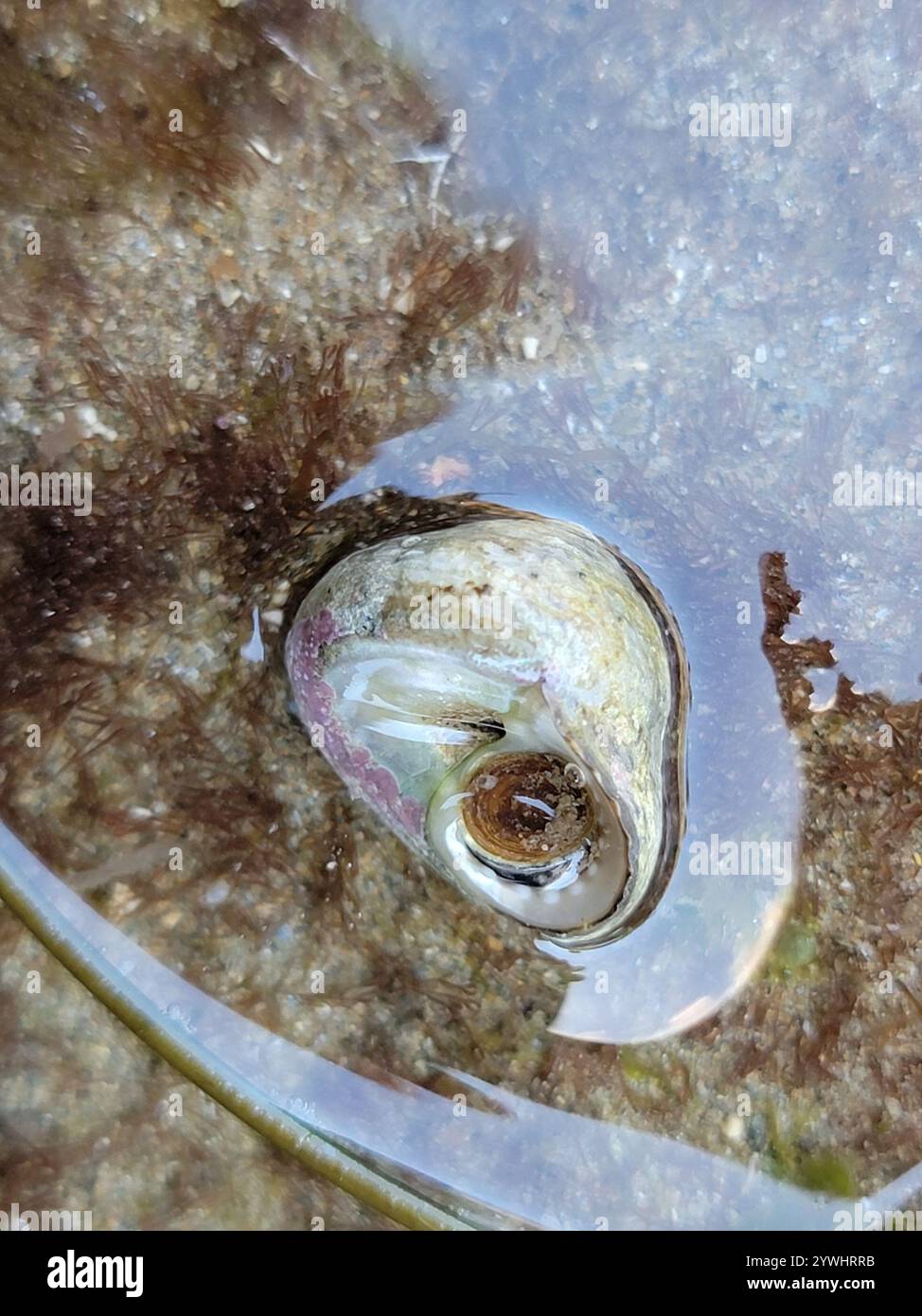 Western Banded Tegula (Tegula eiseni Stock Photo - Alamy