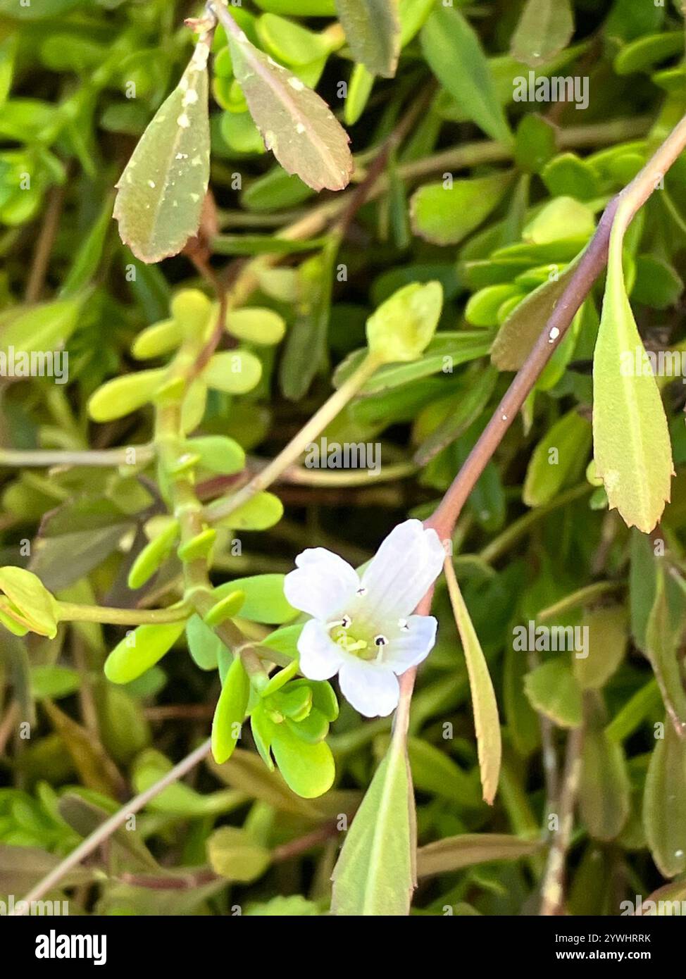 Herb-of-Grace (Bacopa monnieri Stock Photo - Alamy