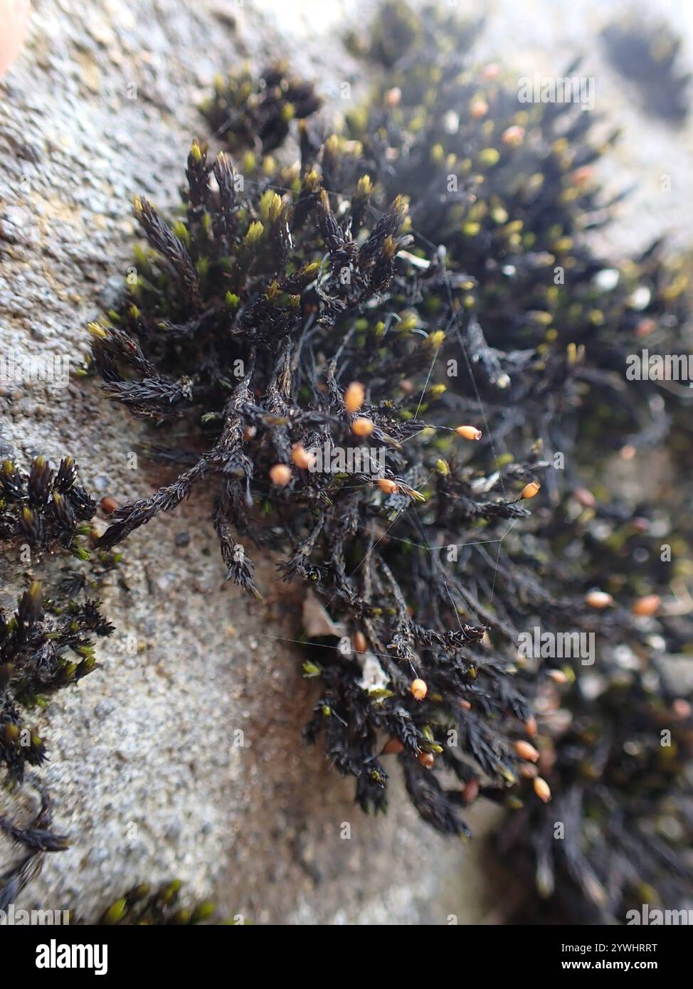 Yellow fringe moss hi-res stock photography and images - Alamy