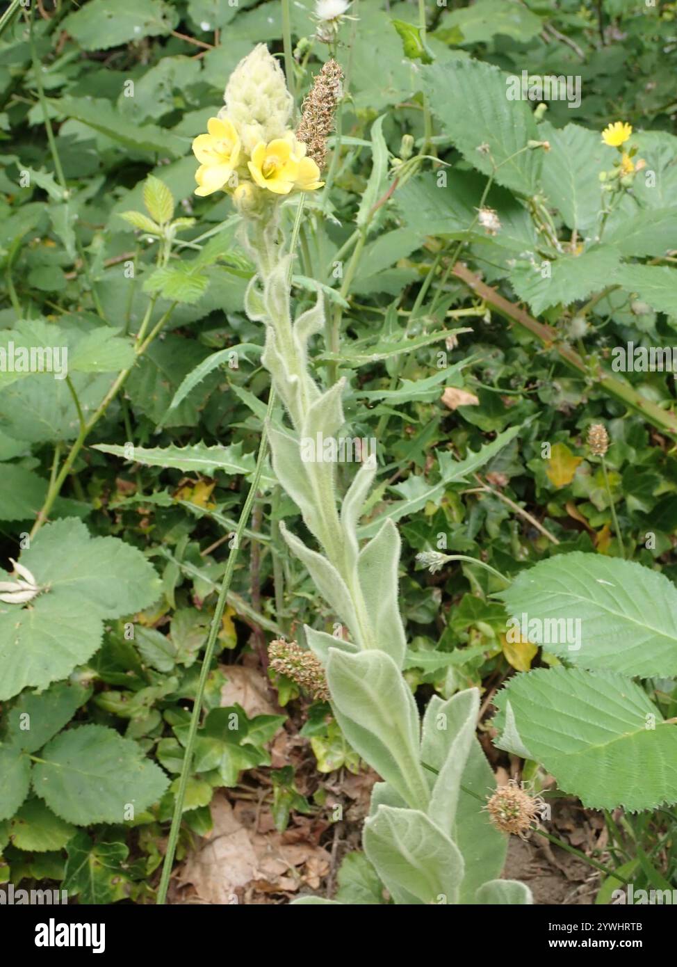 great mullein (Verbascum thapsus Stock Photo - Alamy