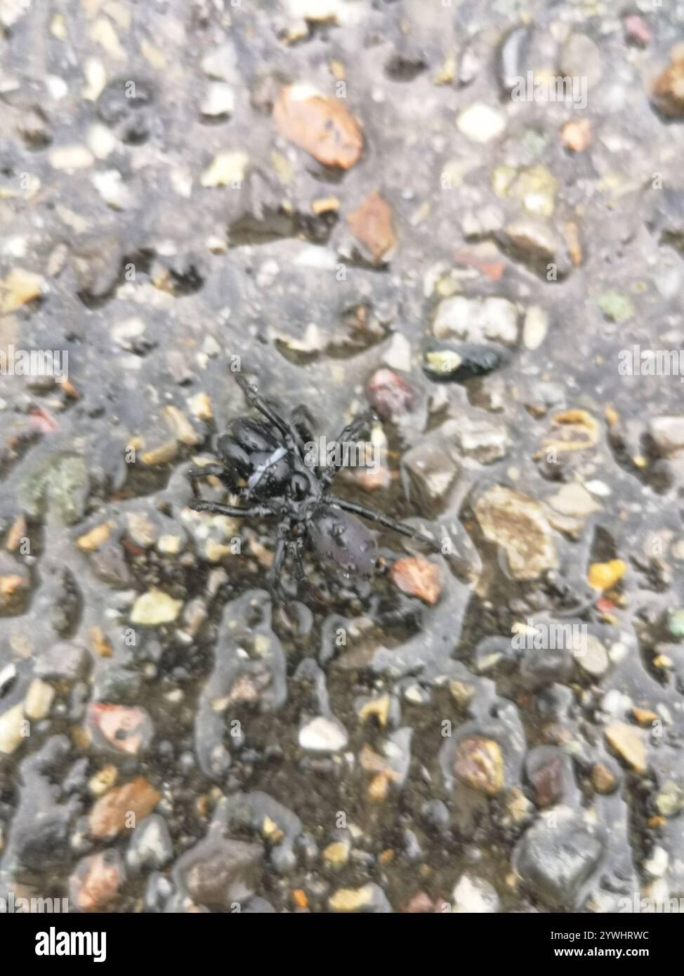 Purse-web Spider (Atypus Stock Photo - Alamy