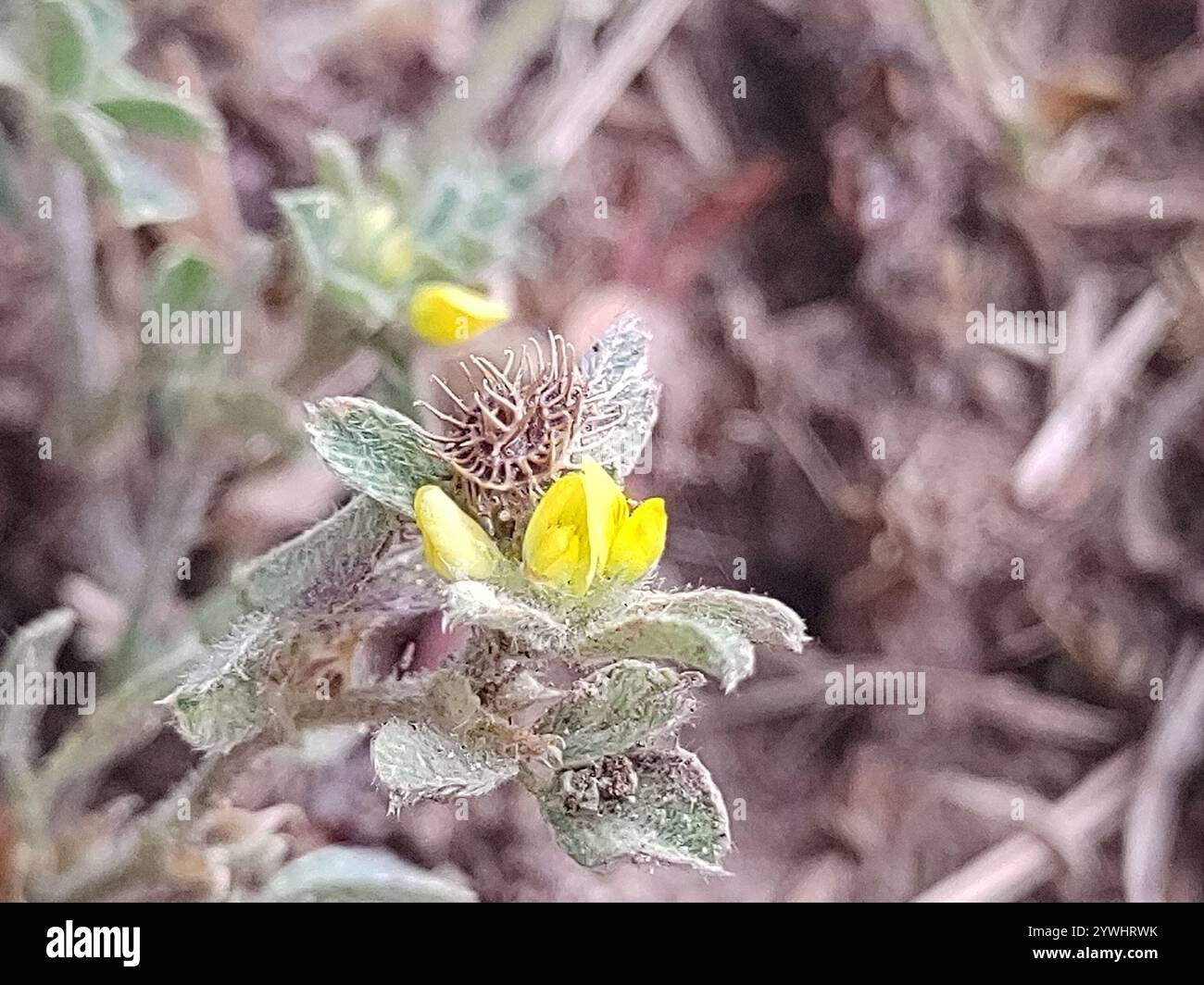 little bur-clover (Medicago minima Stock Photo - Alamy