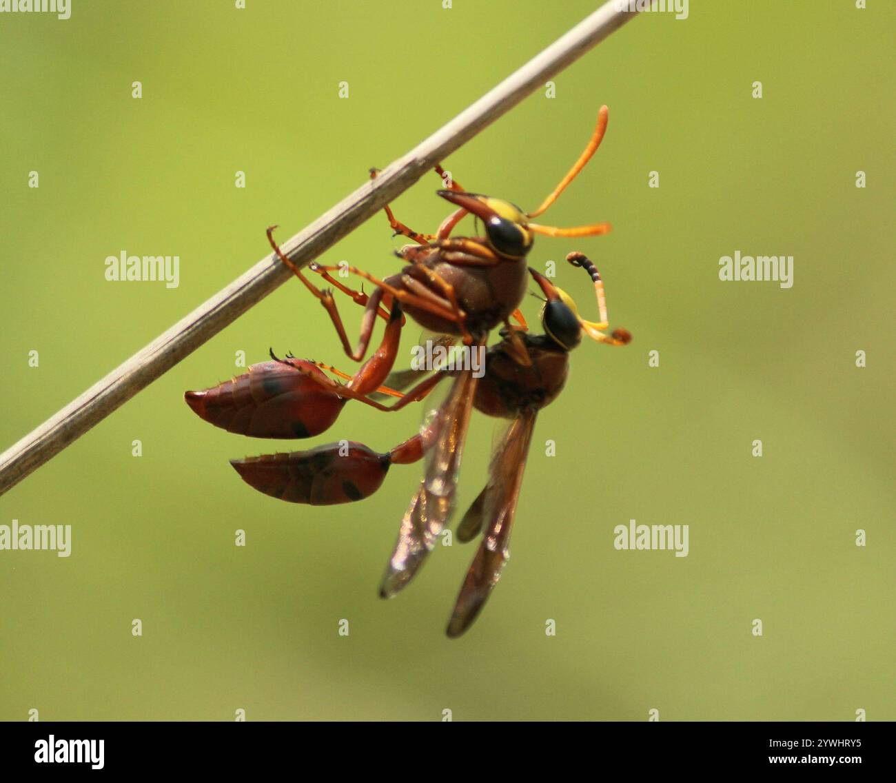 Conoideum hi-res stock photography and images - Alamy