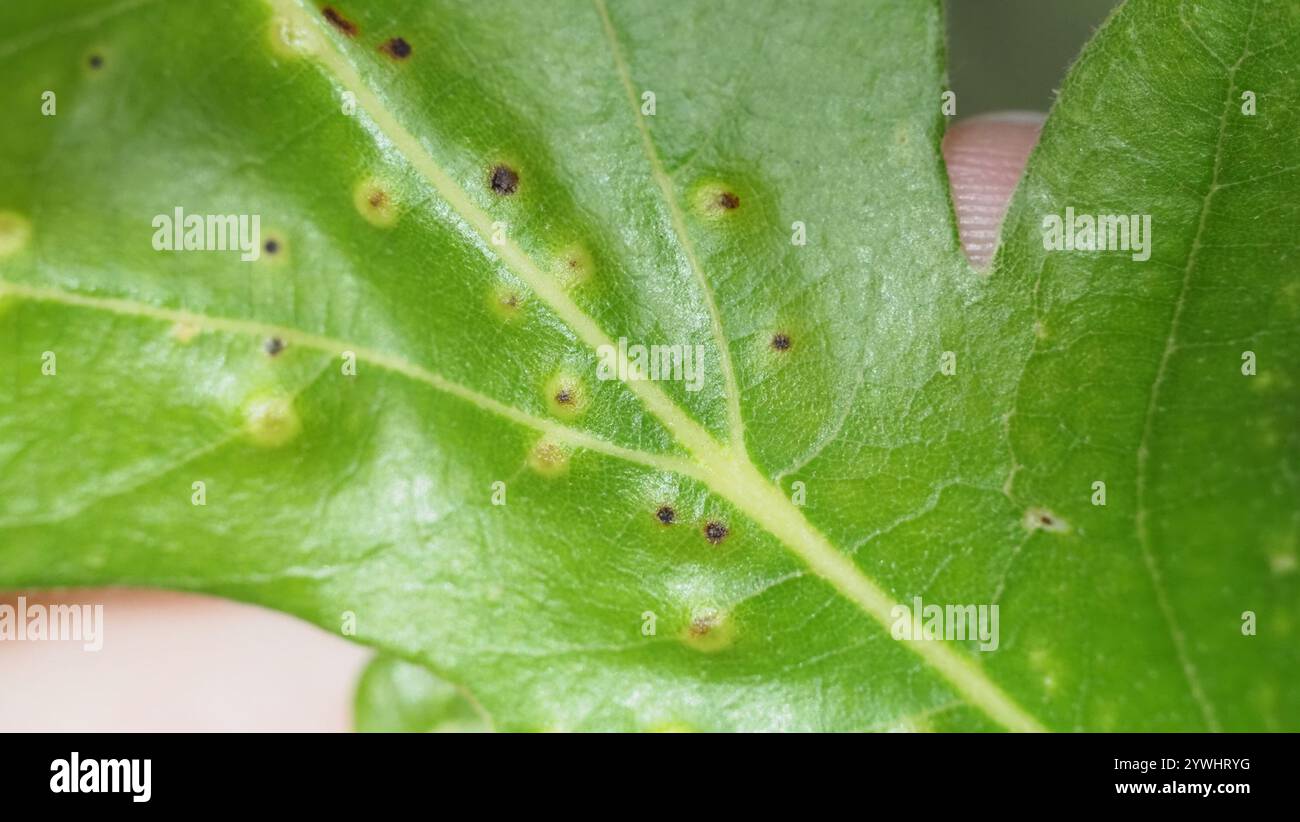 oak flake gall wasp (Neuroterus quercusverrucarum Stock Photo - Alamy