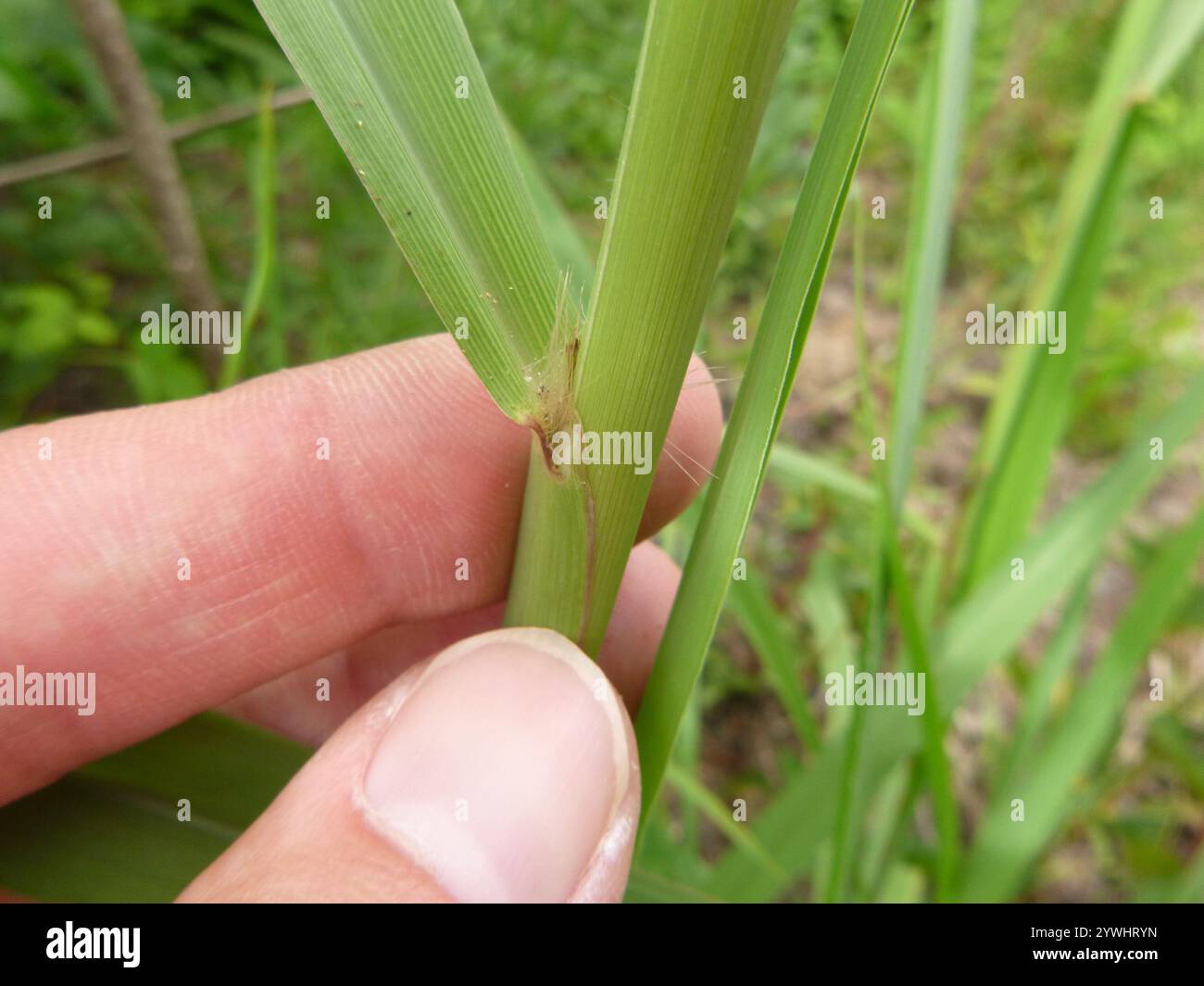 Vasey Grass (Paspalum urvillei Stock Photo - Alamy