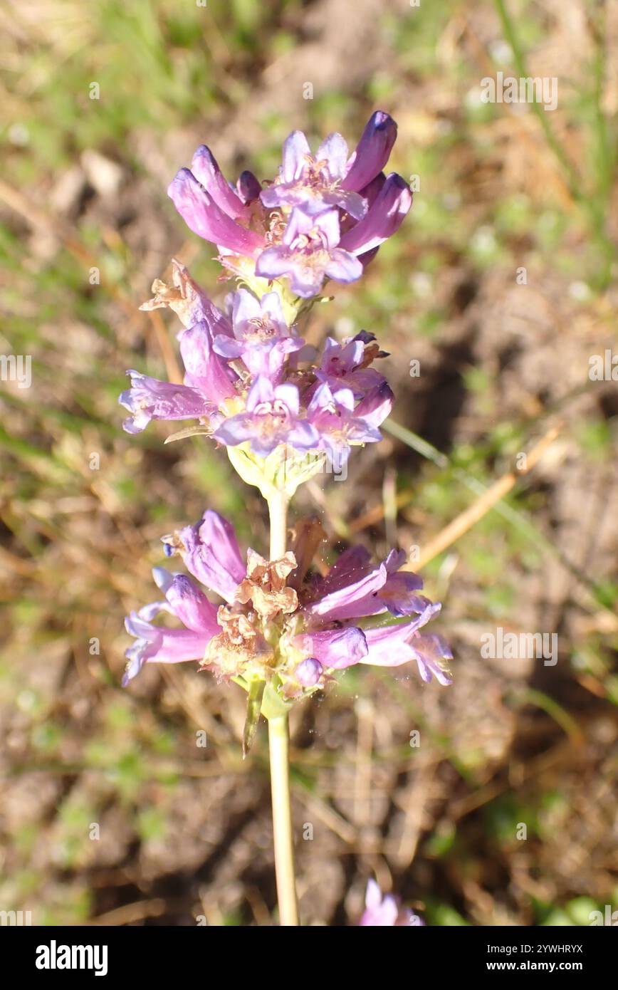 tall beardtongue (Penstemon rydbergii oreocharis Stock Photo - Alamy