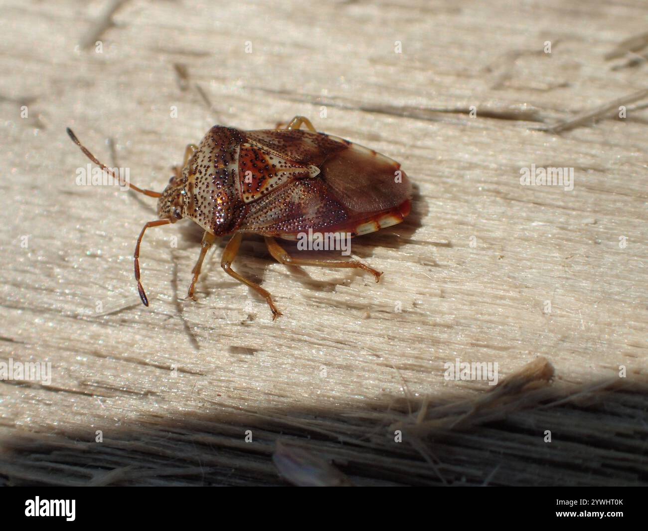 Edge-striped Shield Bug (Elasmucha lateralis Stock Photo - Alamy