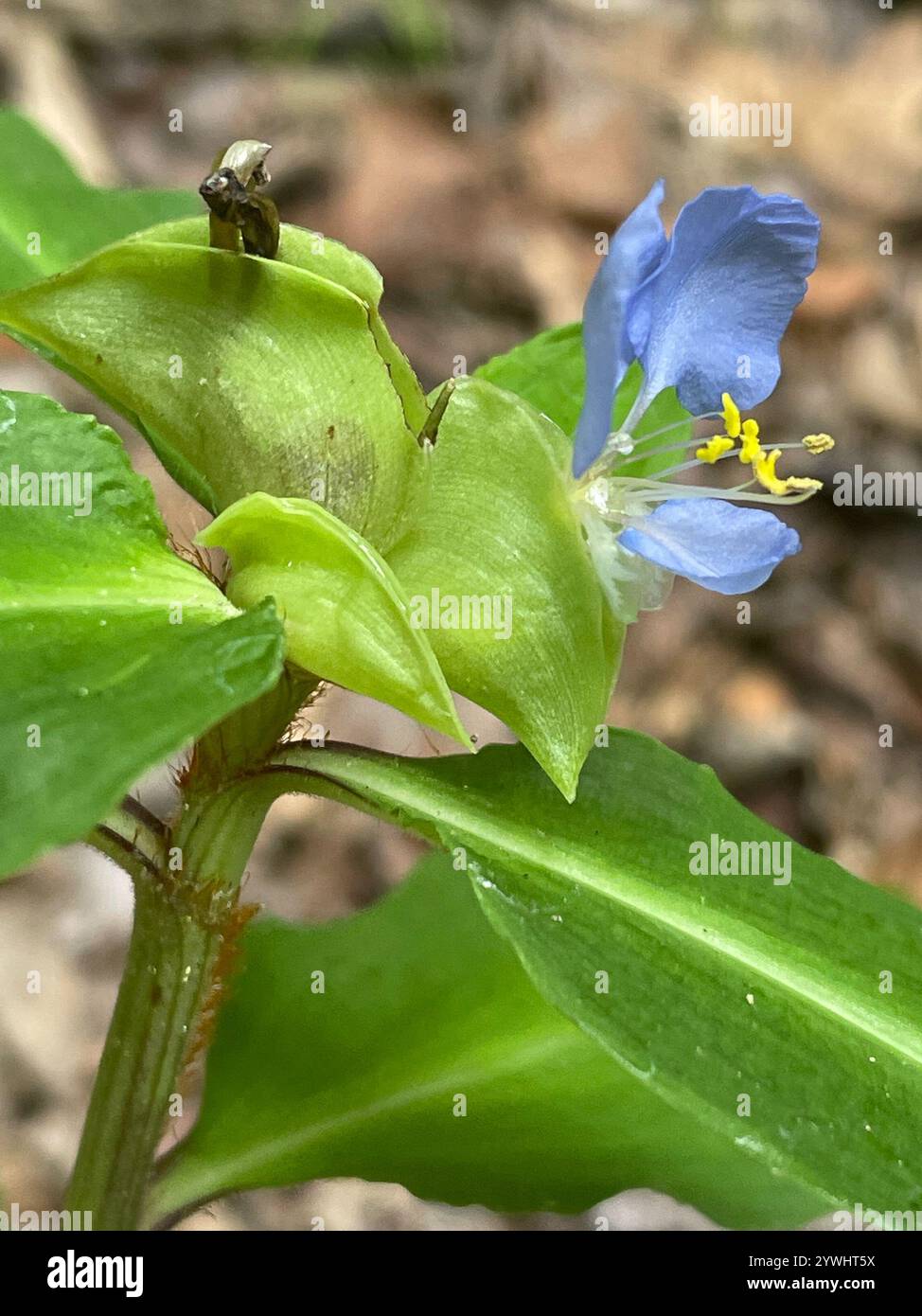 Virginia Dayflower (Commelina virginica Stock Photo - Alamy
