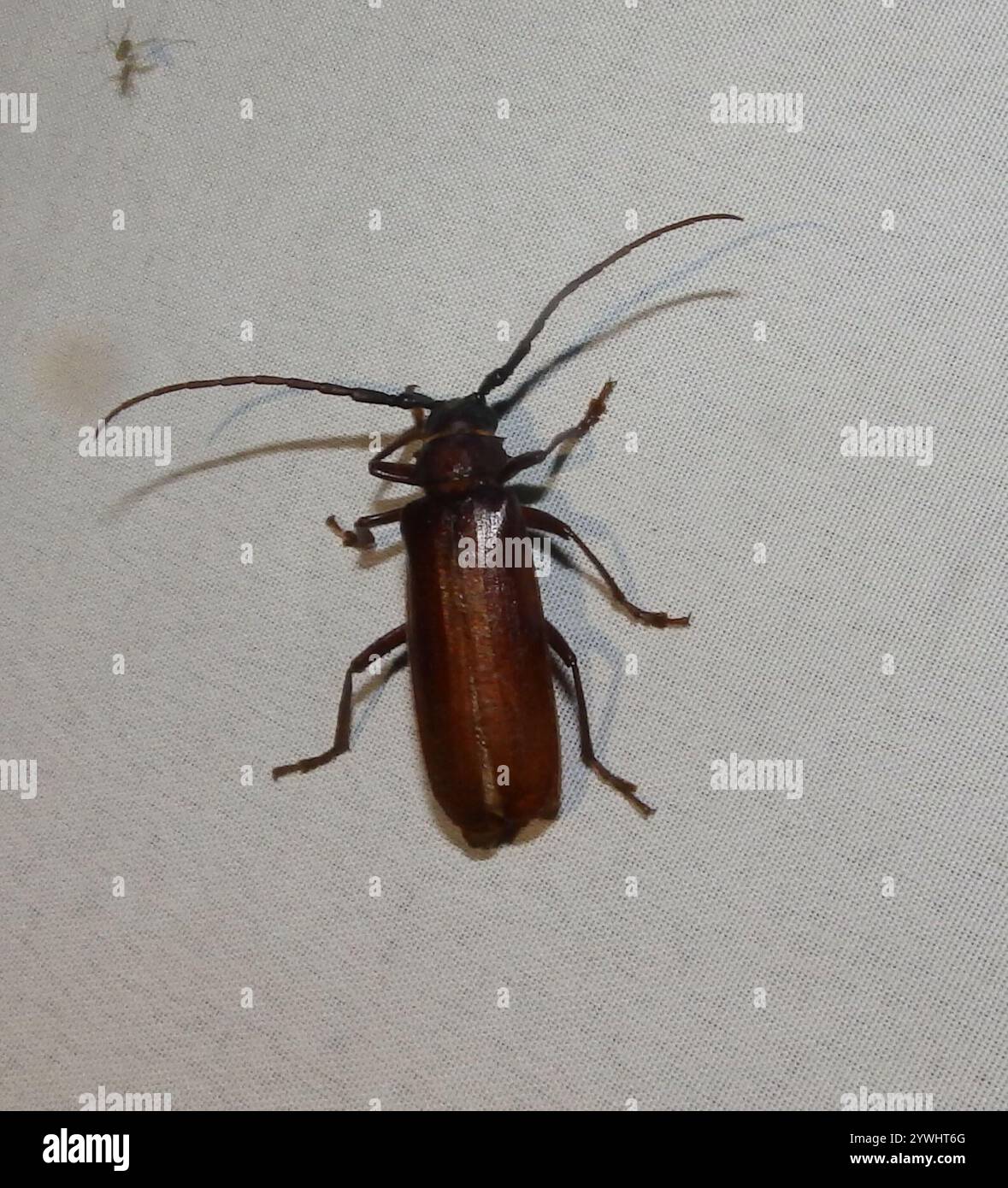 Brown Prionid (Orthosoma brunneum Stock Photo - Alamy