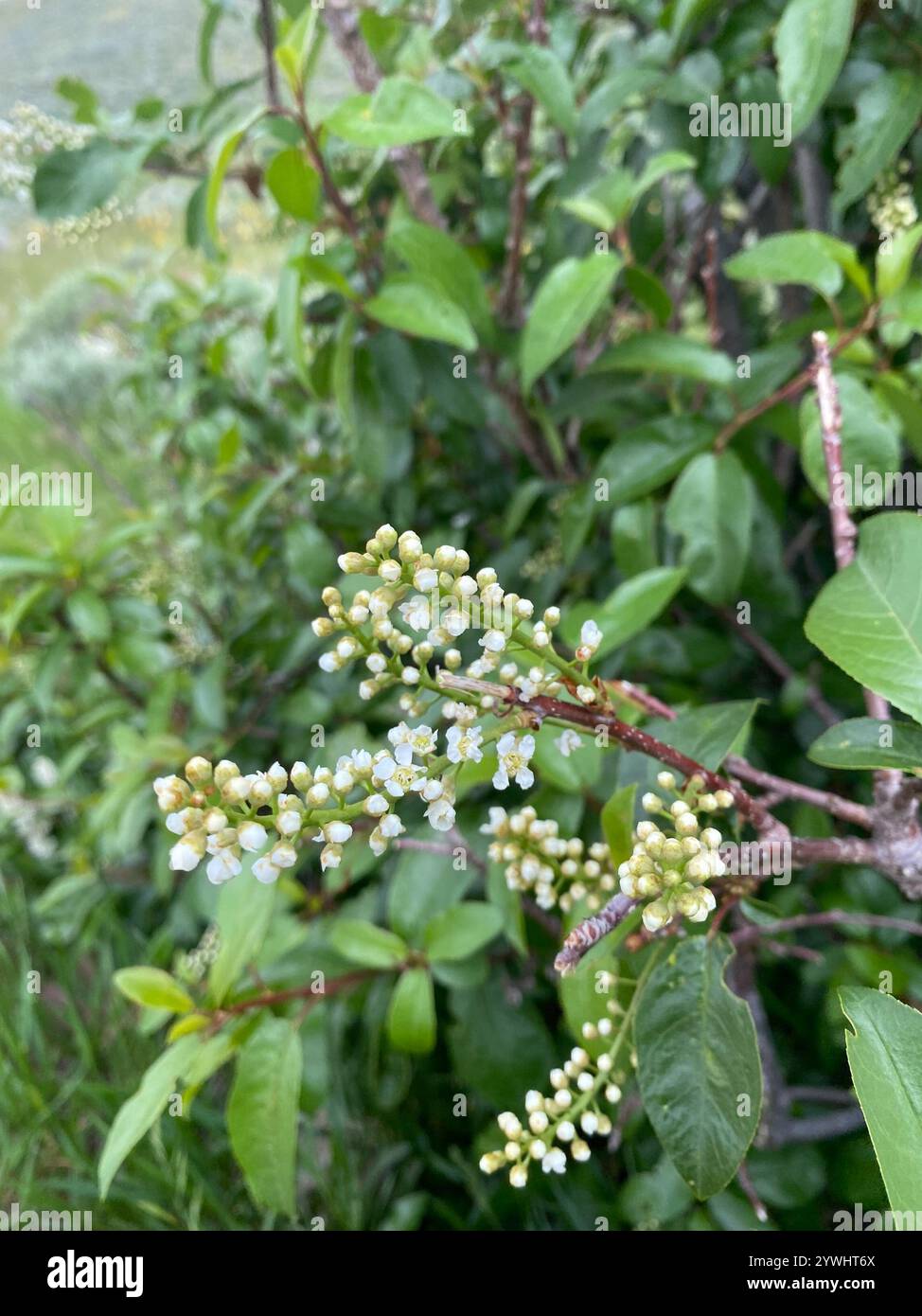 chokecherry (Prunus virginiana Stock Photo - Alamy
