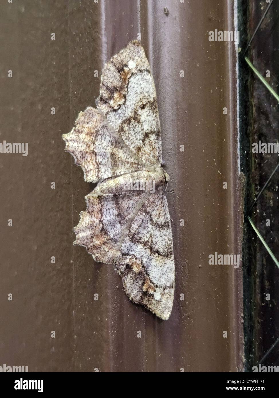 Unipunctata hi-res stock photography and images - Alamy
