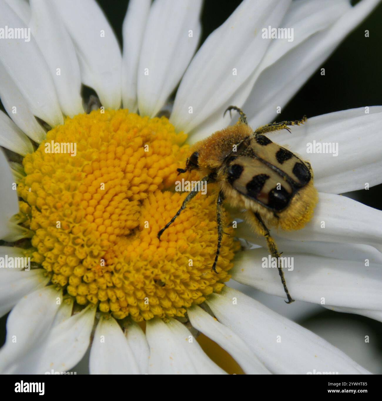 French Flower Chafer (Trichius gallicus Stock Photo - Alamy