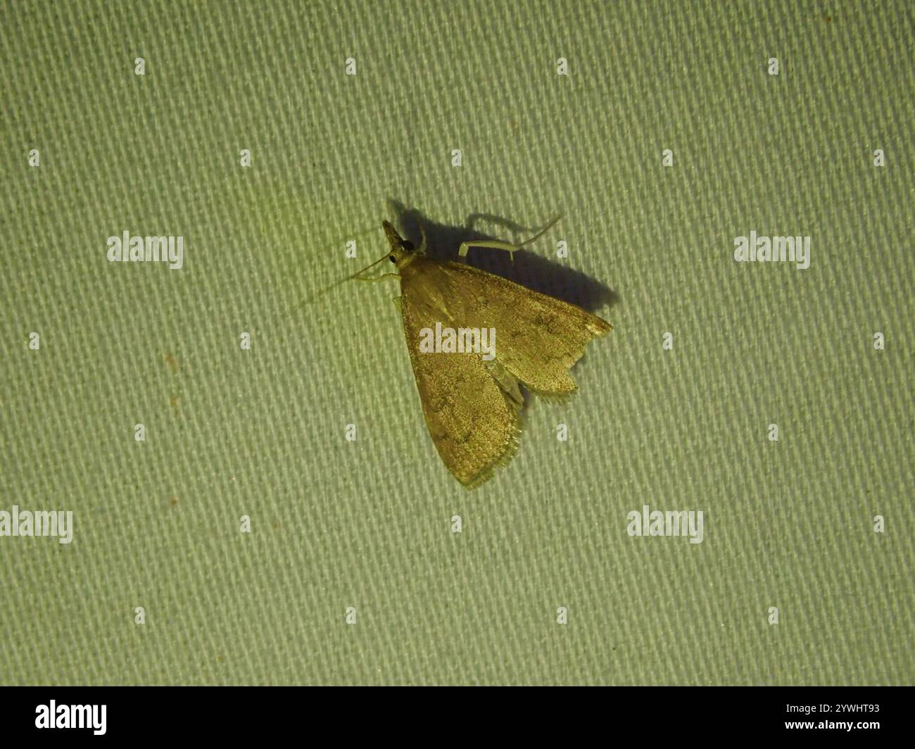 Celery Leaftier Moth (Udea rubigalis Stock Photo - Alamy