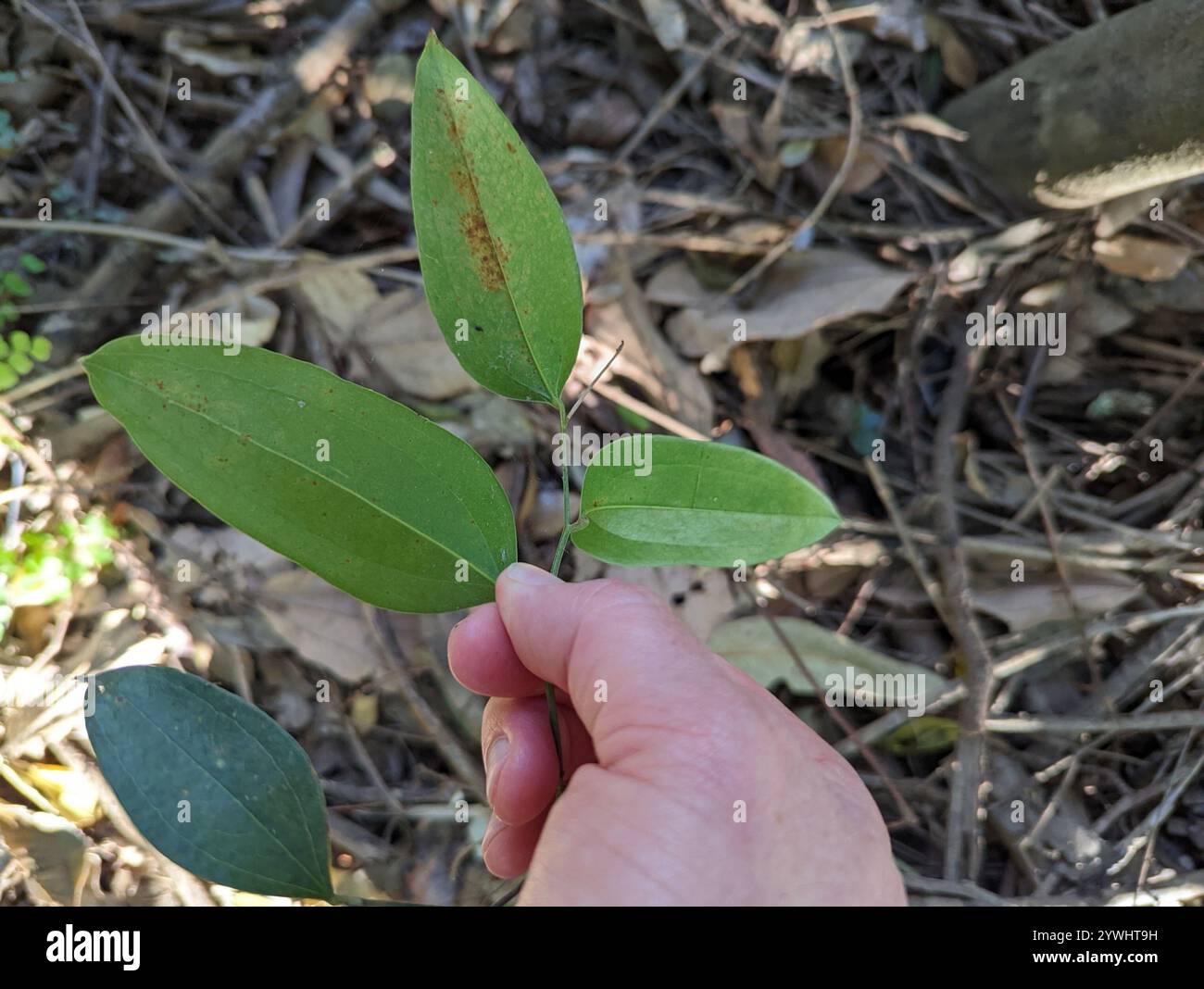 Austral Sarsaparilla (Smilax australis Stock Photo - Alamy