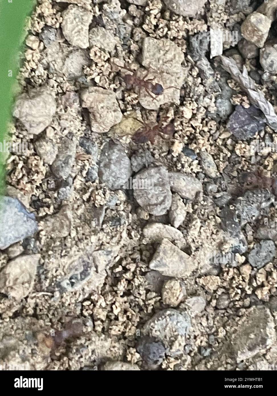 Northern Fungus-farming Ant (Trachymyrmex septentrionalis Stock Photo ...