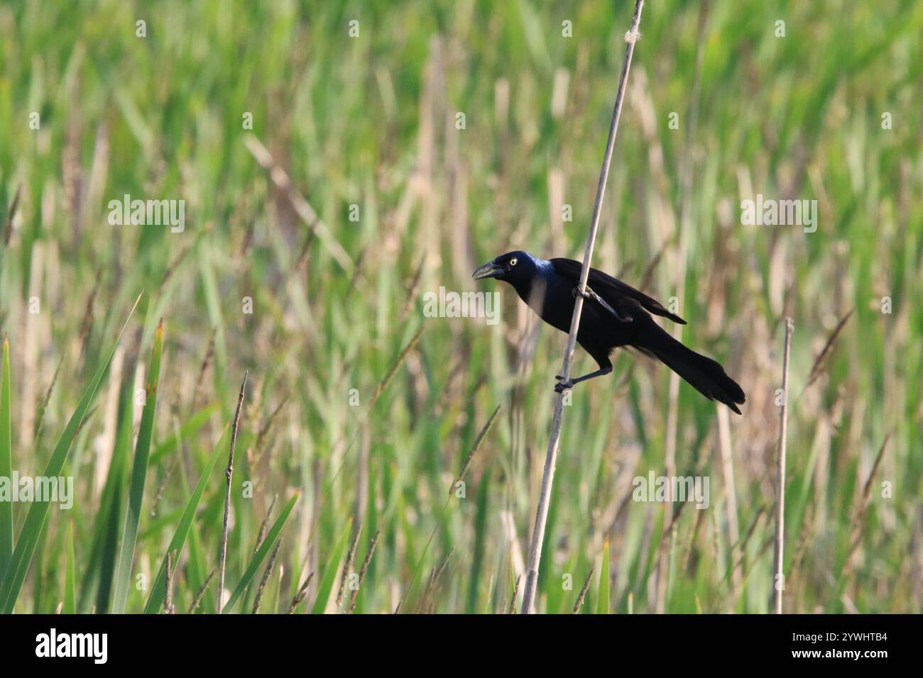 Common Grackle (Quiscalus quiscula Stock Photo - Alamy