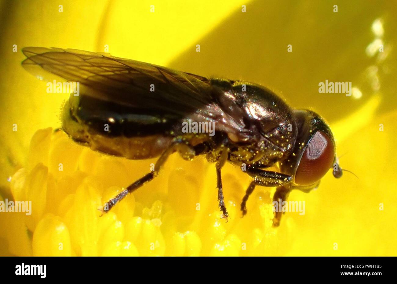 Hover Flies (Syrphidae Stock Photo - Alamy