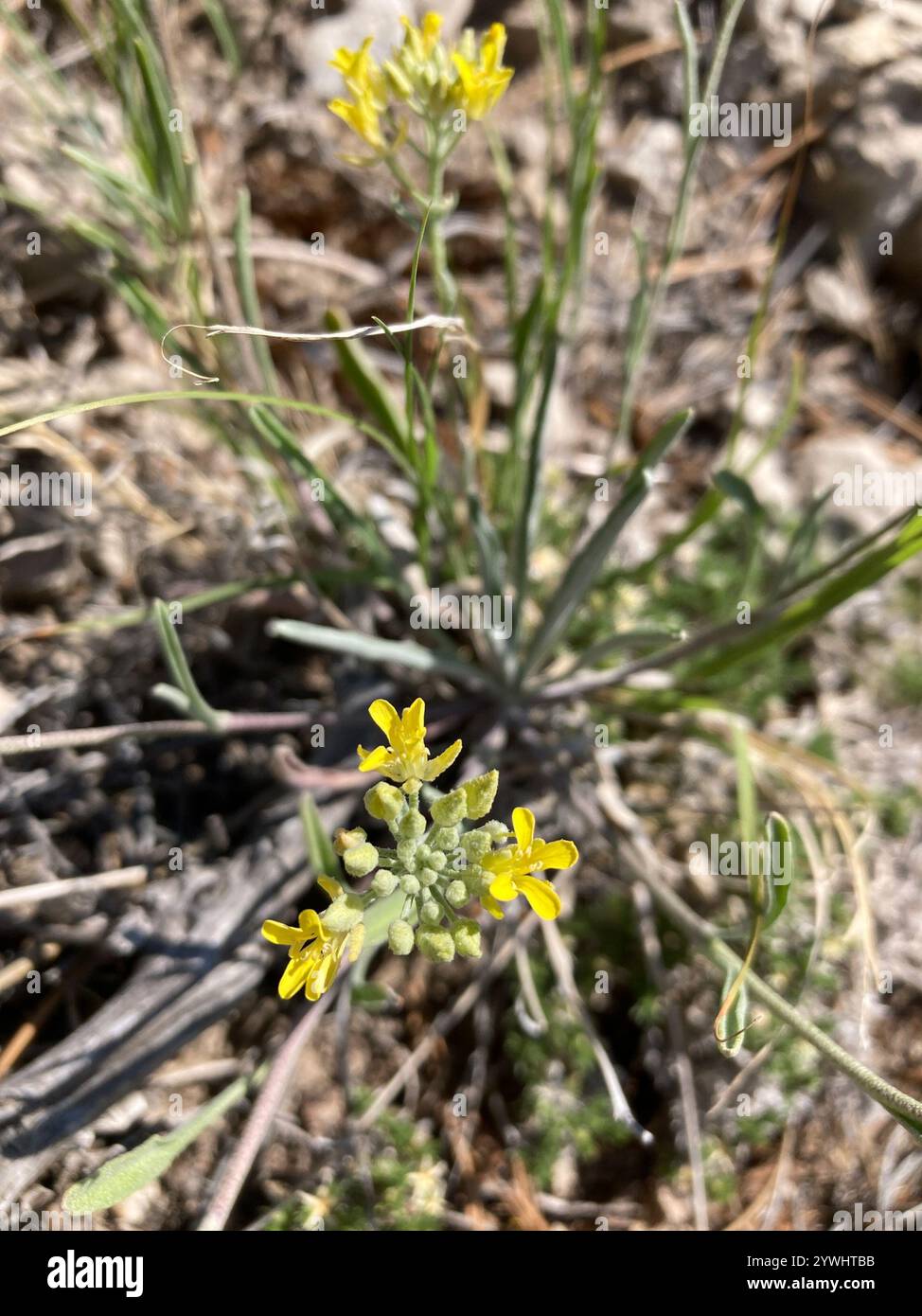 silver bladderpod (Physaria ludoviciana Stock Photo - Alamy