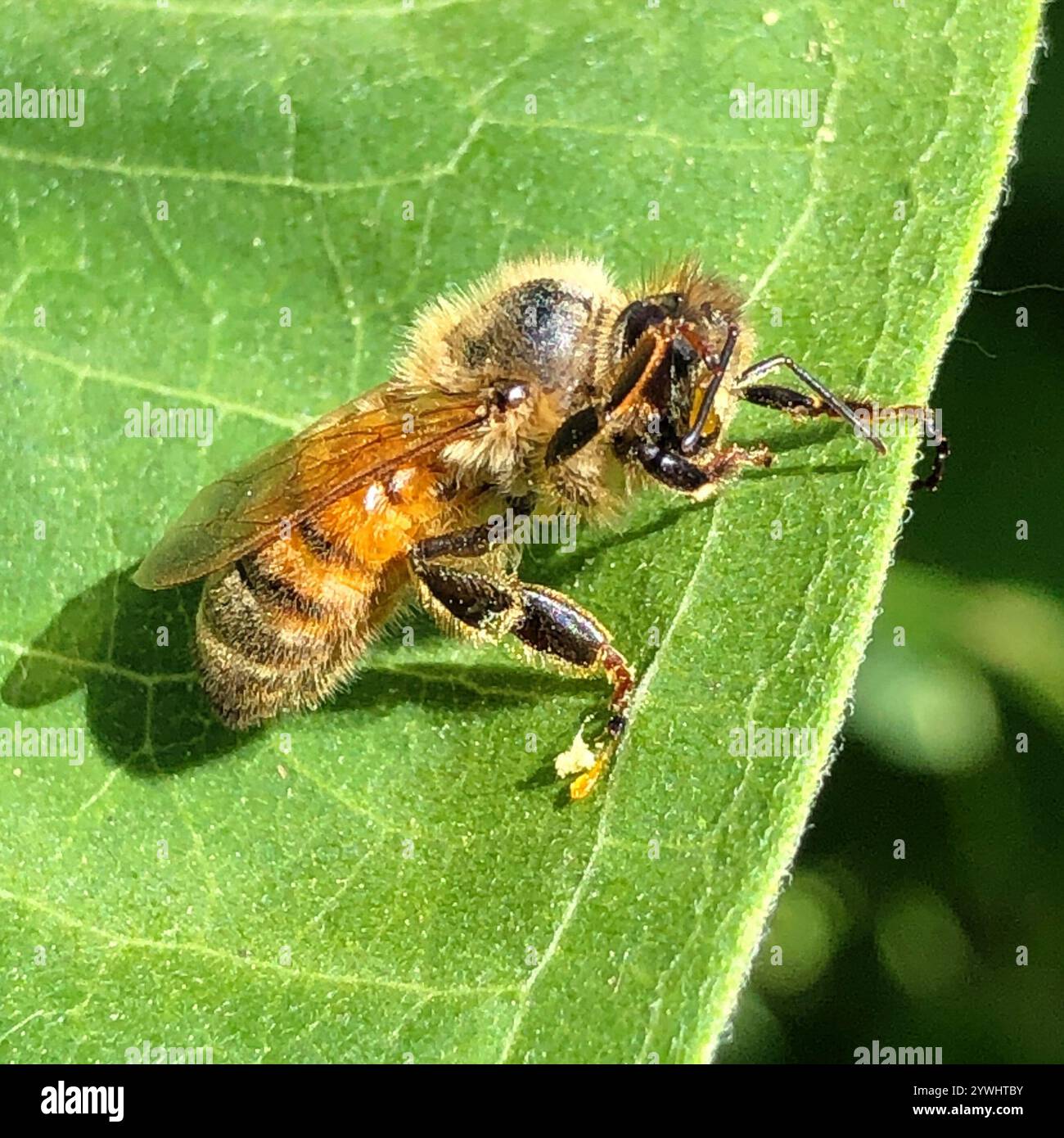 Western Honey Bee (Apis mellifera Stock Photo - Alamy